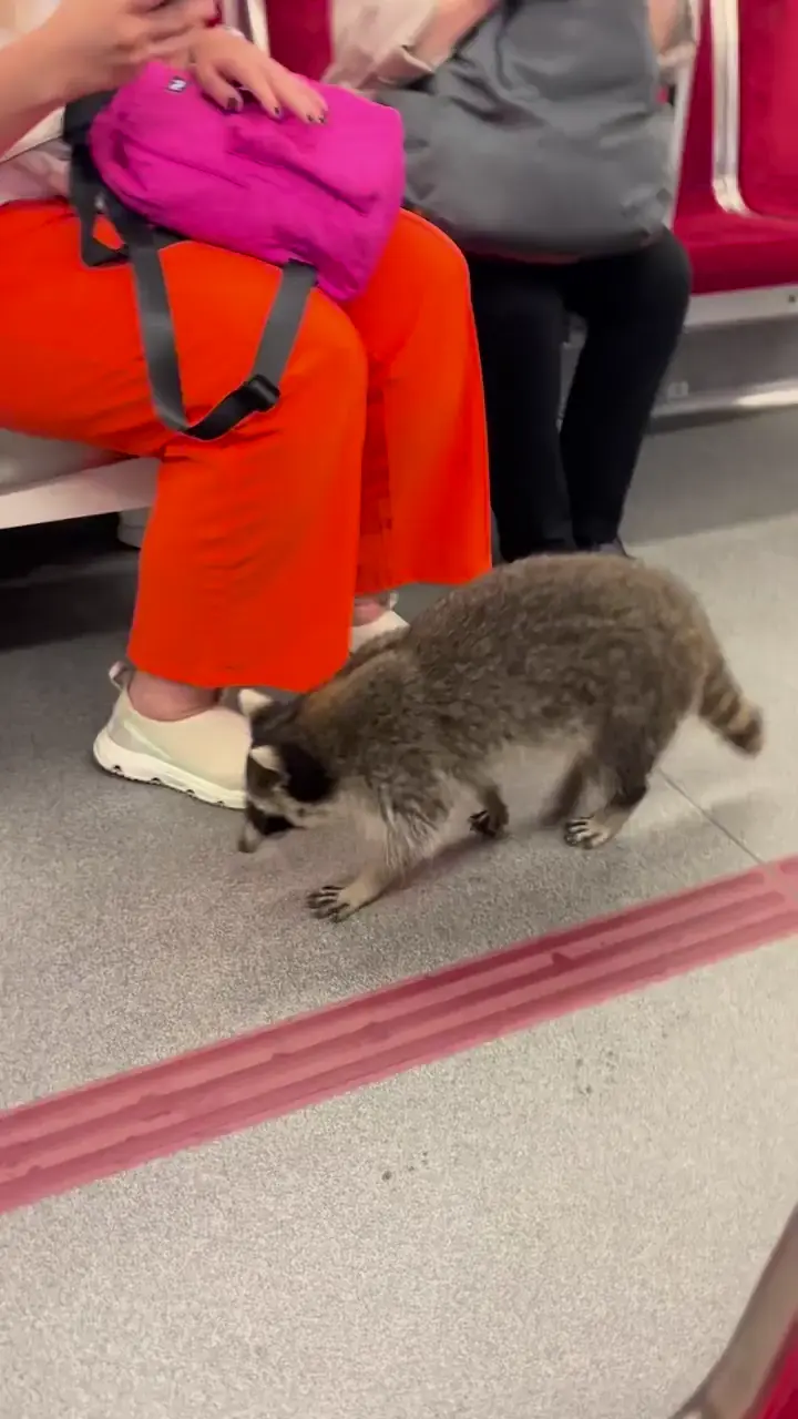 Raccoon on the train | Scrolller