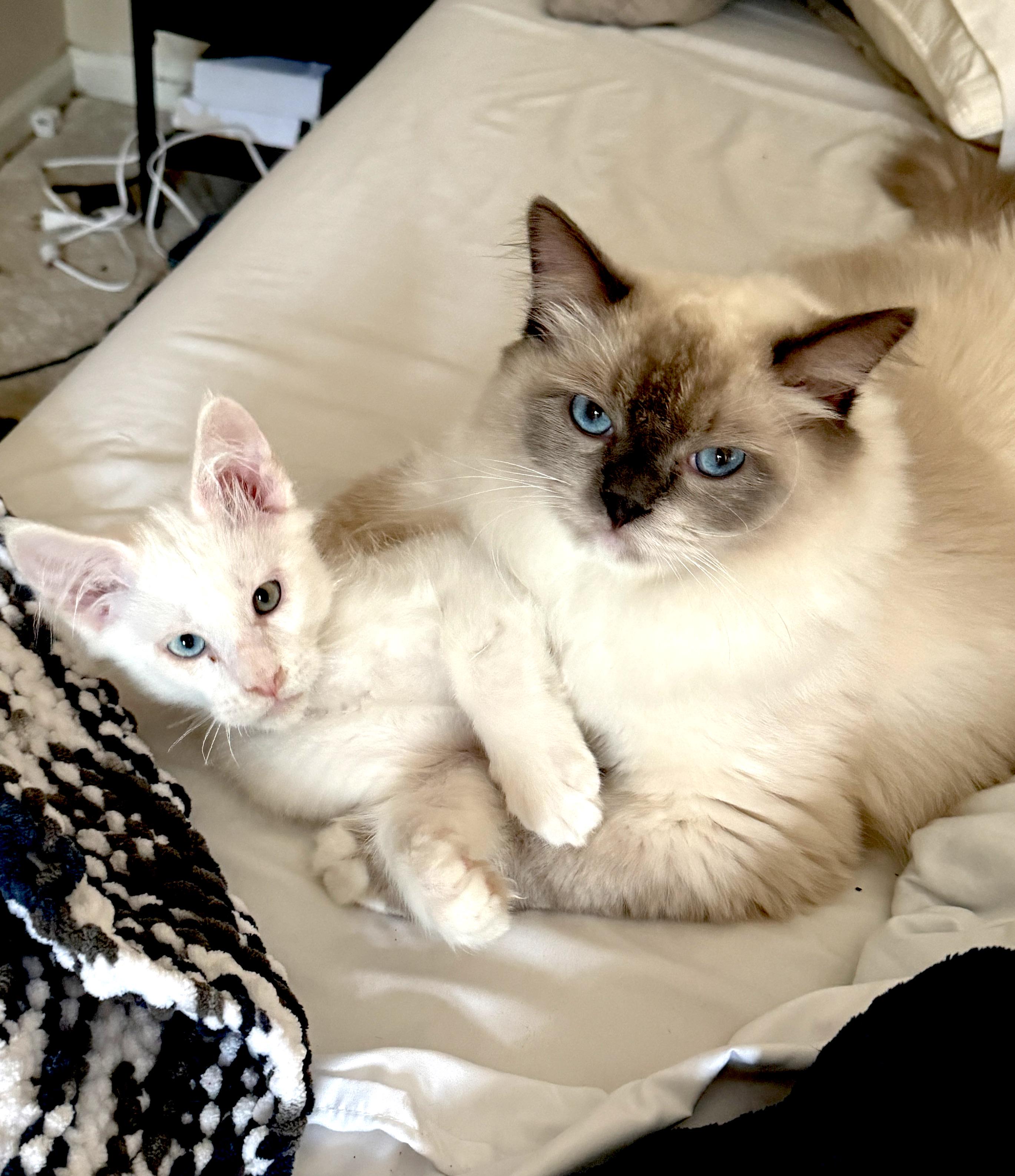 Ragdolls | Pictures | Scrolller