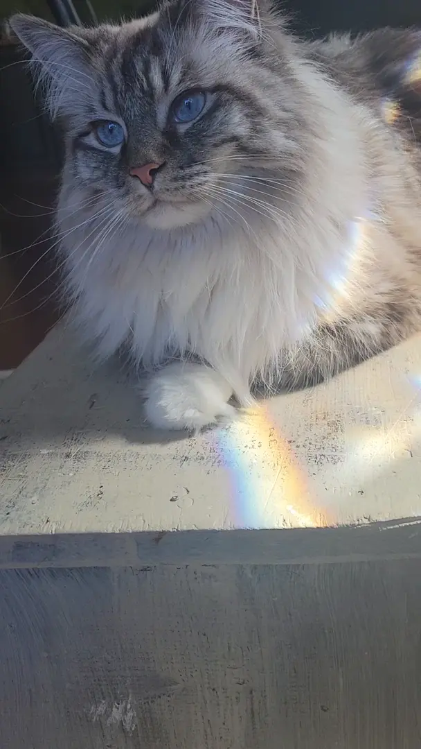 Rainbow Brite Hanky | Scrolller