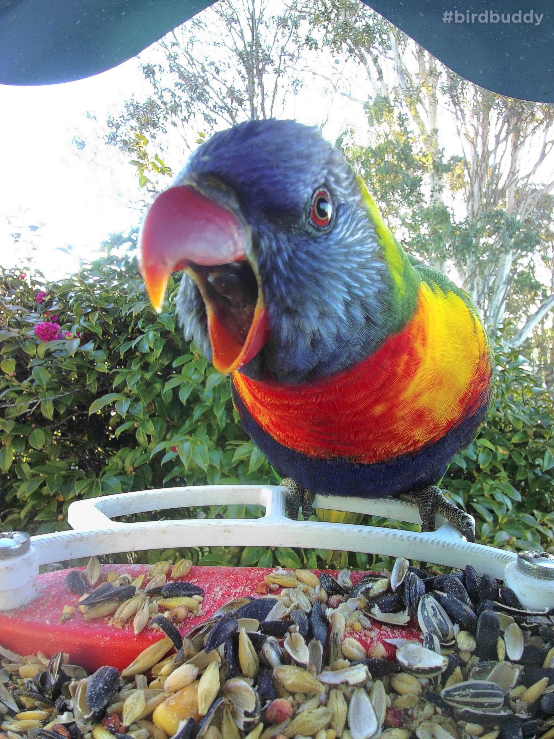 Rainbow Lorikeet having an epic meal | Scrolller