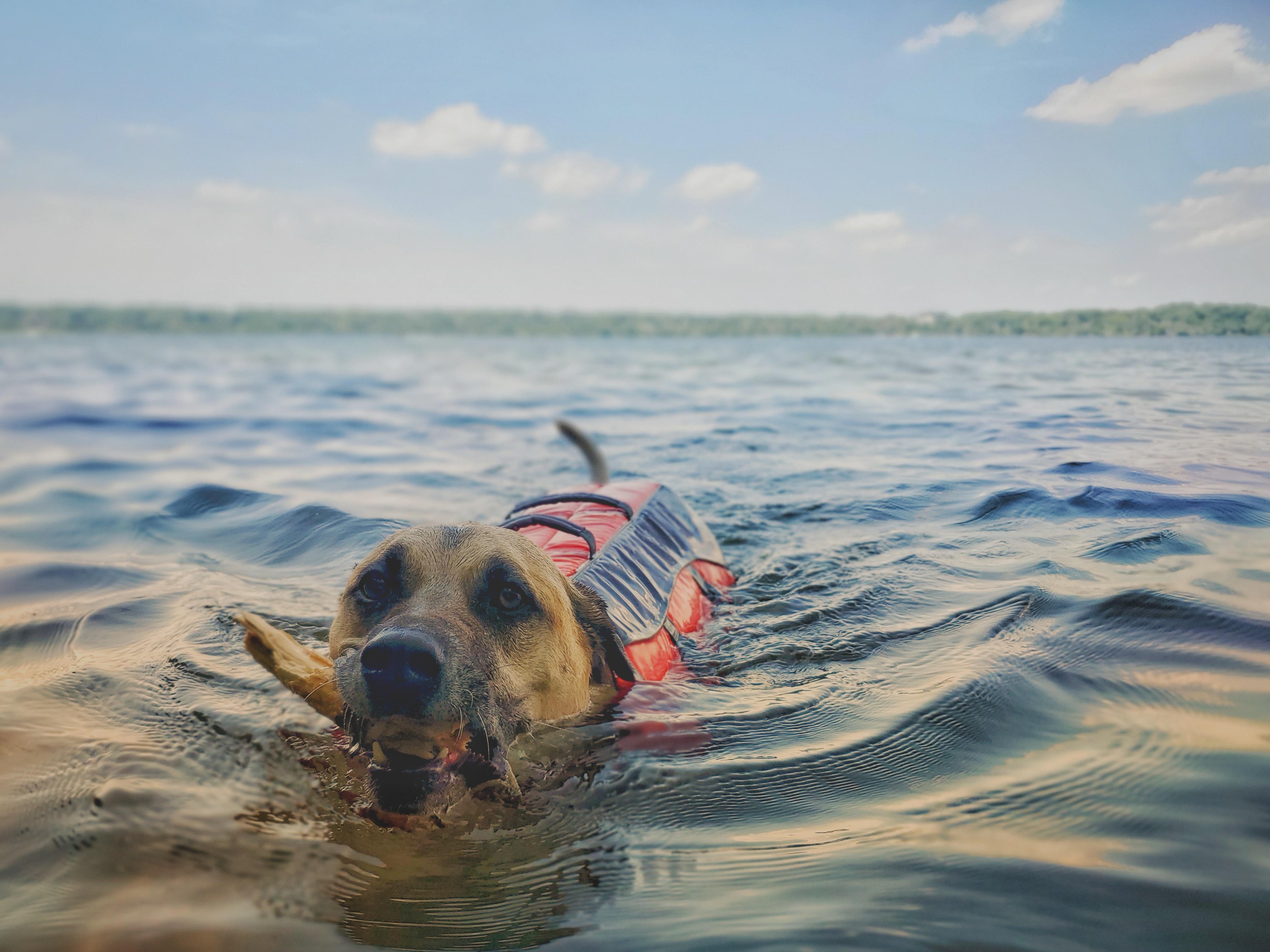 Ralphie out for a swim | Scrolller