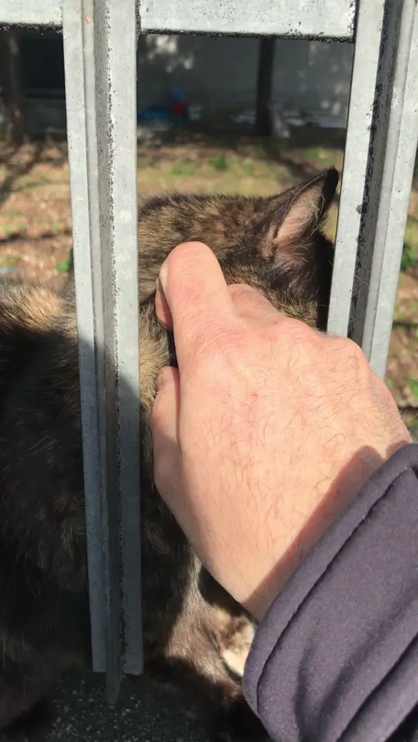 Random Cat demanding cuddles | Scrolller