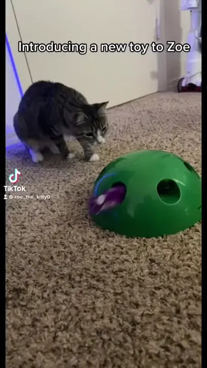 Rapid fire cat taps | Scrolller