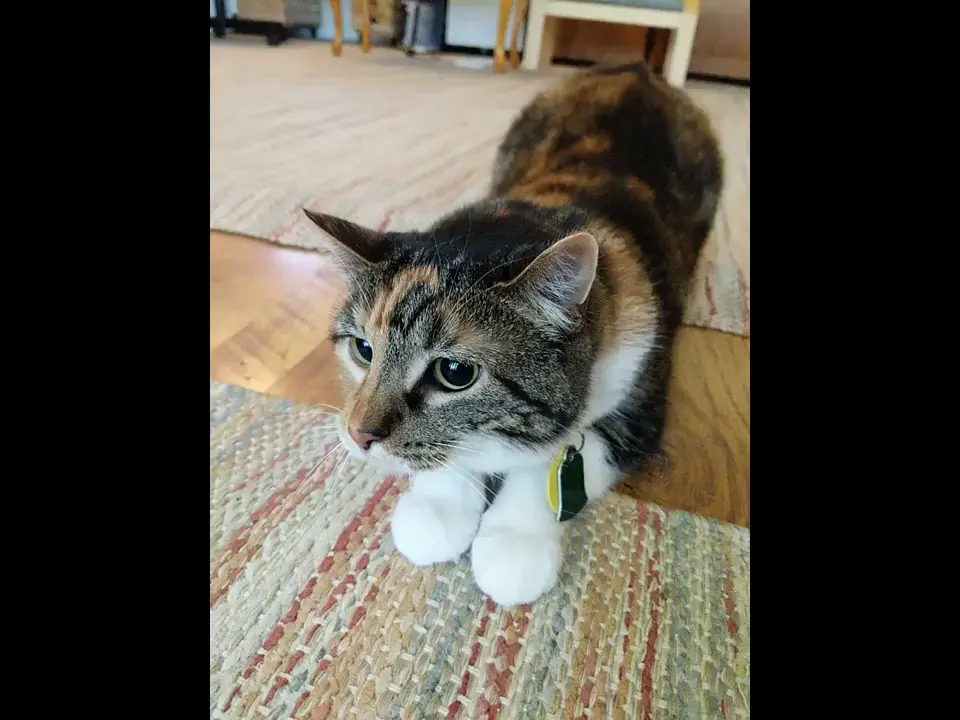 Rare footage of a ritual dance to enter the Cat Dimension | Scrolller