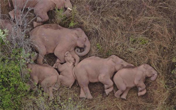 Rare photo of elephants sleeping | Scrolller