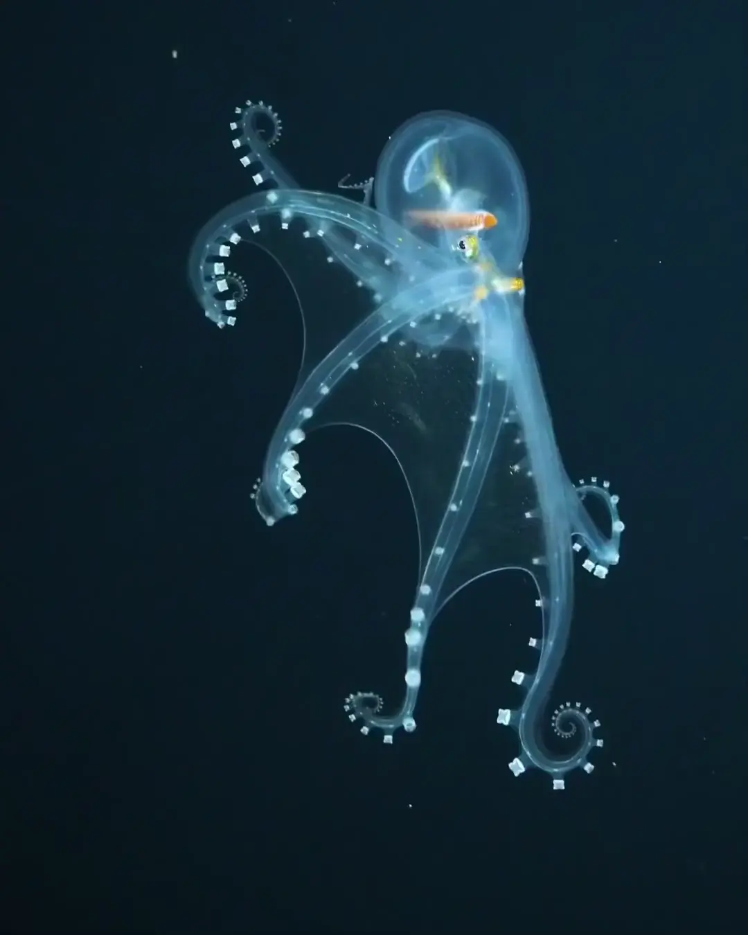 Rare sighting of a glass octopus | Scrolller