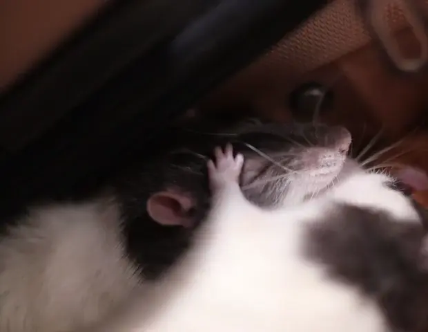 Rats kissing? | Scrolller