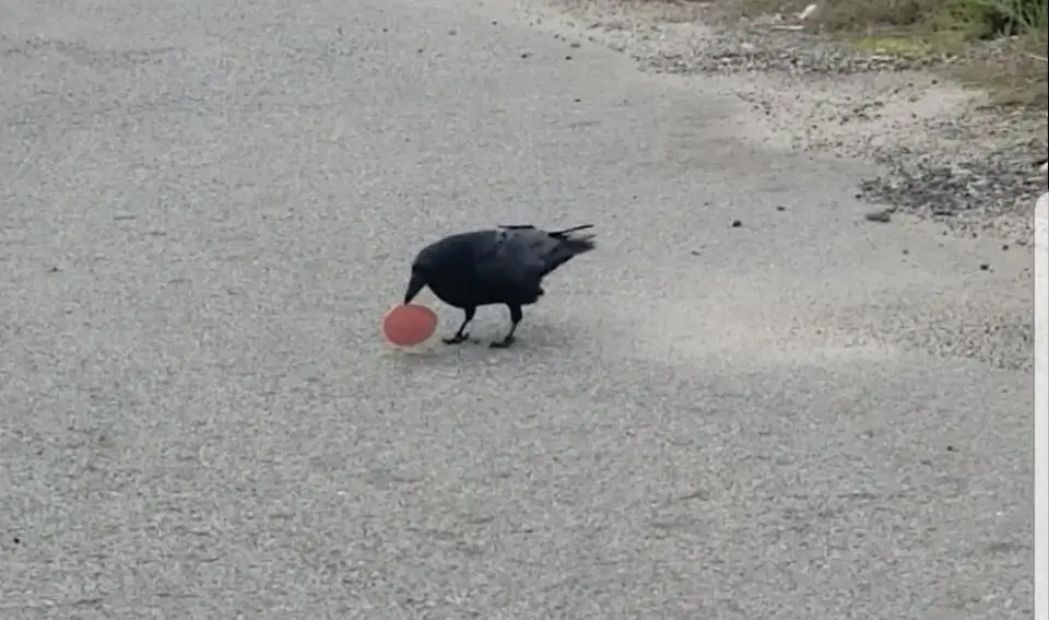 Raven Scrolller
