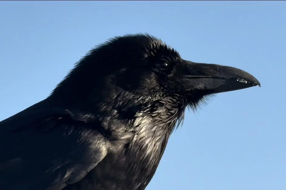 Discover more like Corvids: Raven and Related Content | Scrolller