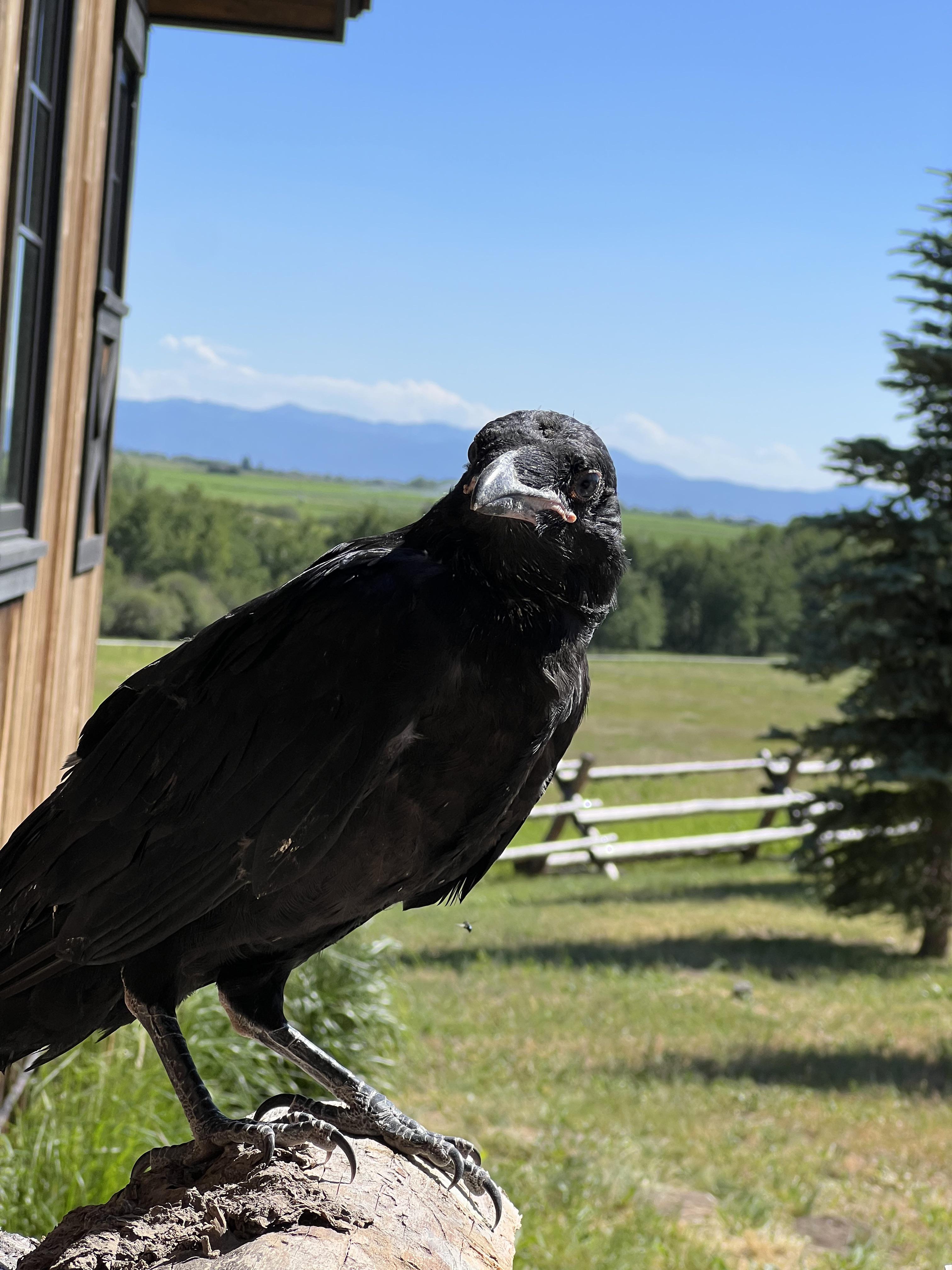 Discover more like Corvids: Raven fledgling on the jobsite and Related Content | Scrolller