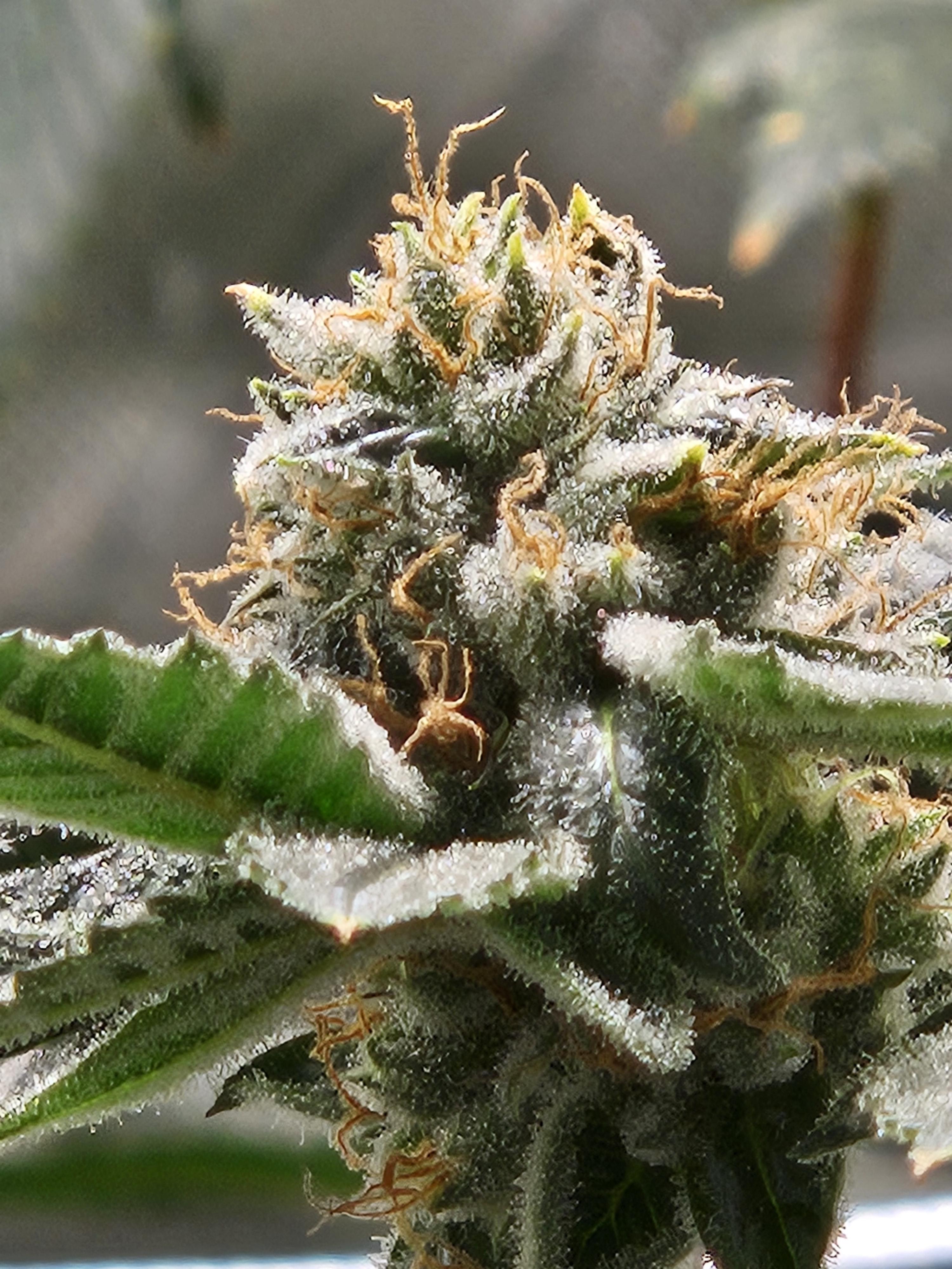 Final stage before flush so frosty 🥶 | Scrolller