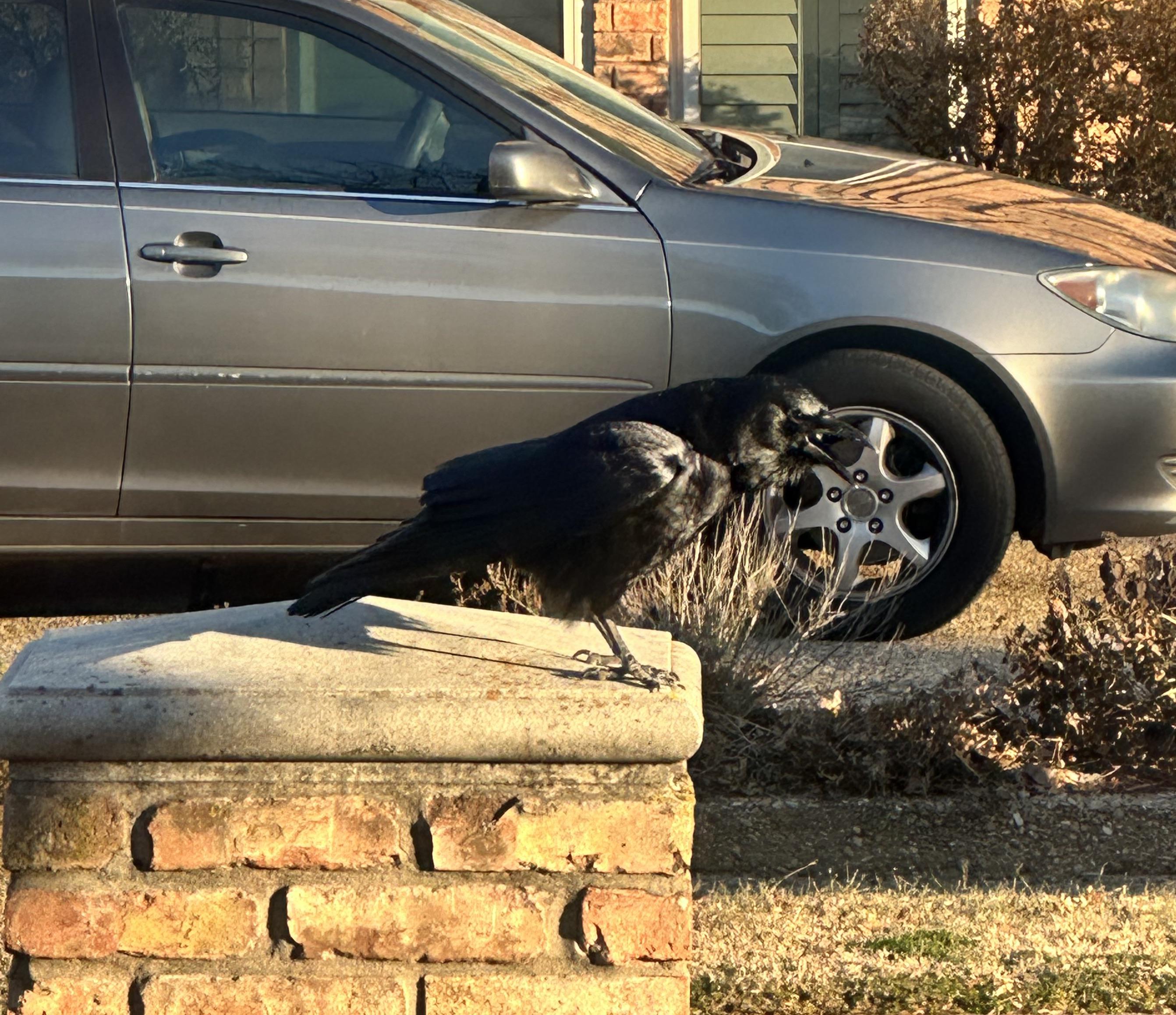 Ready for breakfast | Scrolller