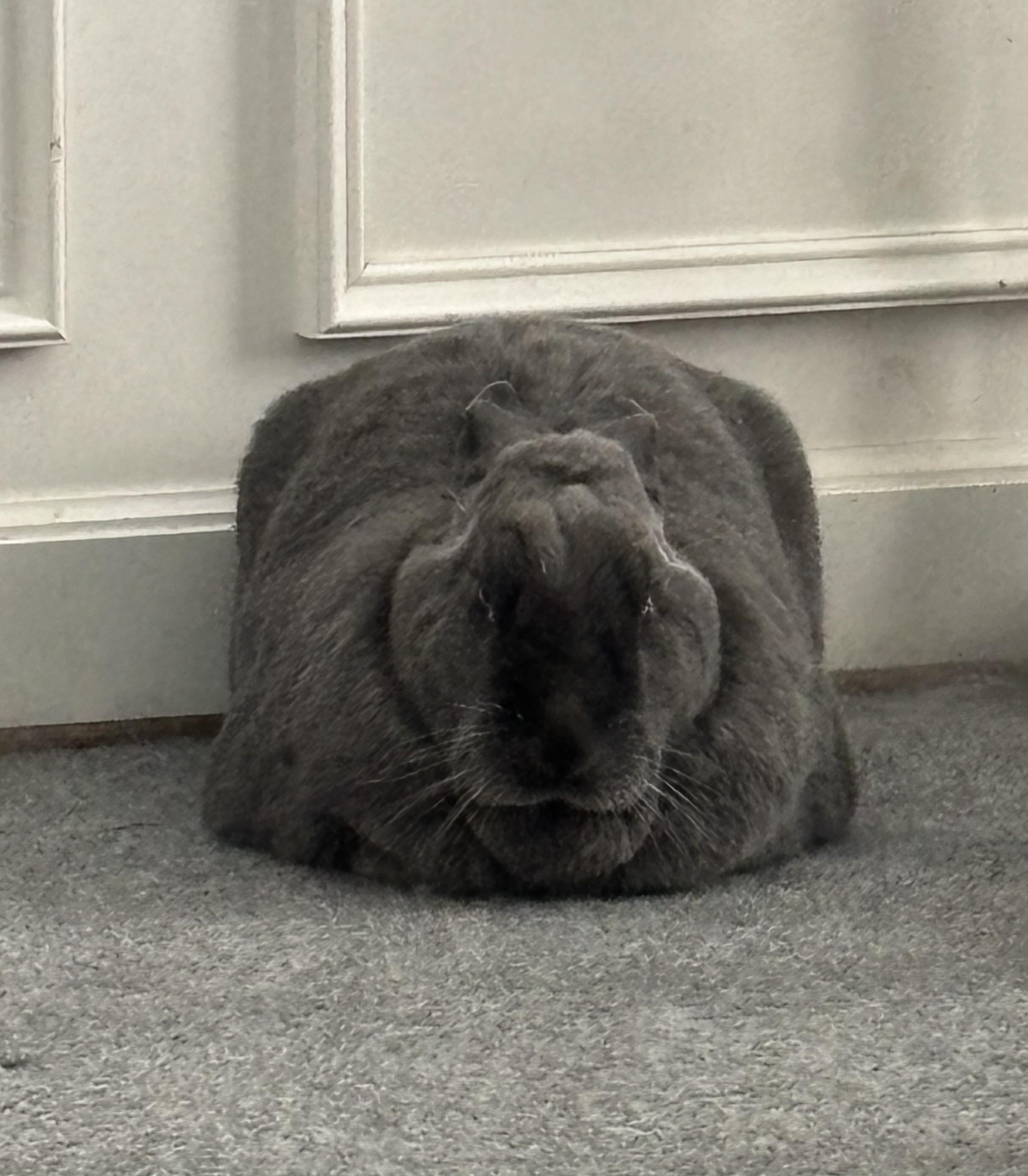 Rectangular | Scrolller