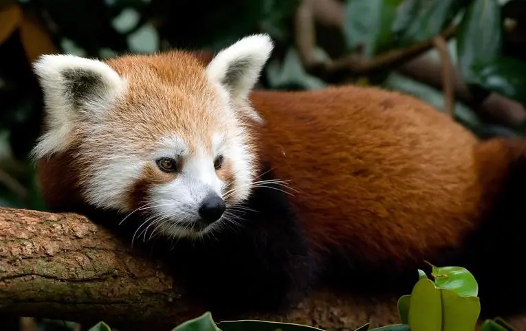 Red panda | Scrolller