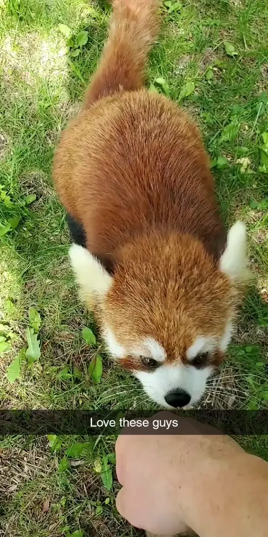 Red Panda Friend | Scrolller