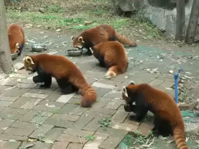 Red pandas | Scrolller