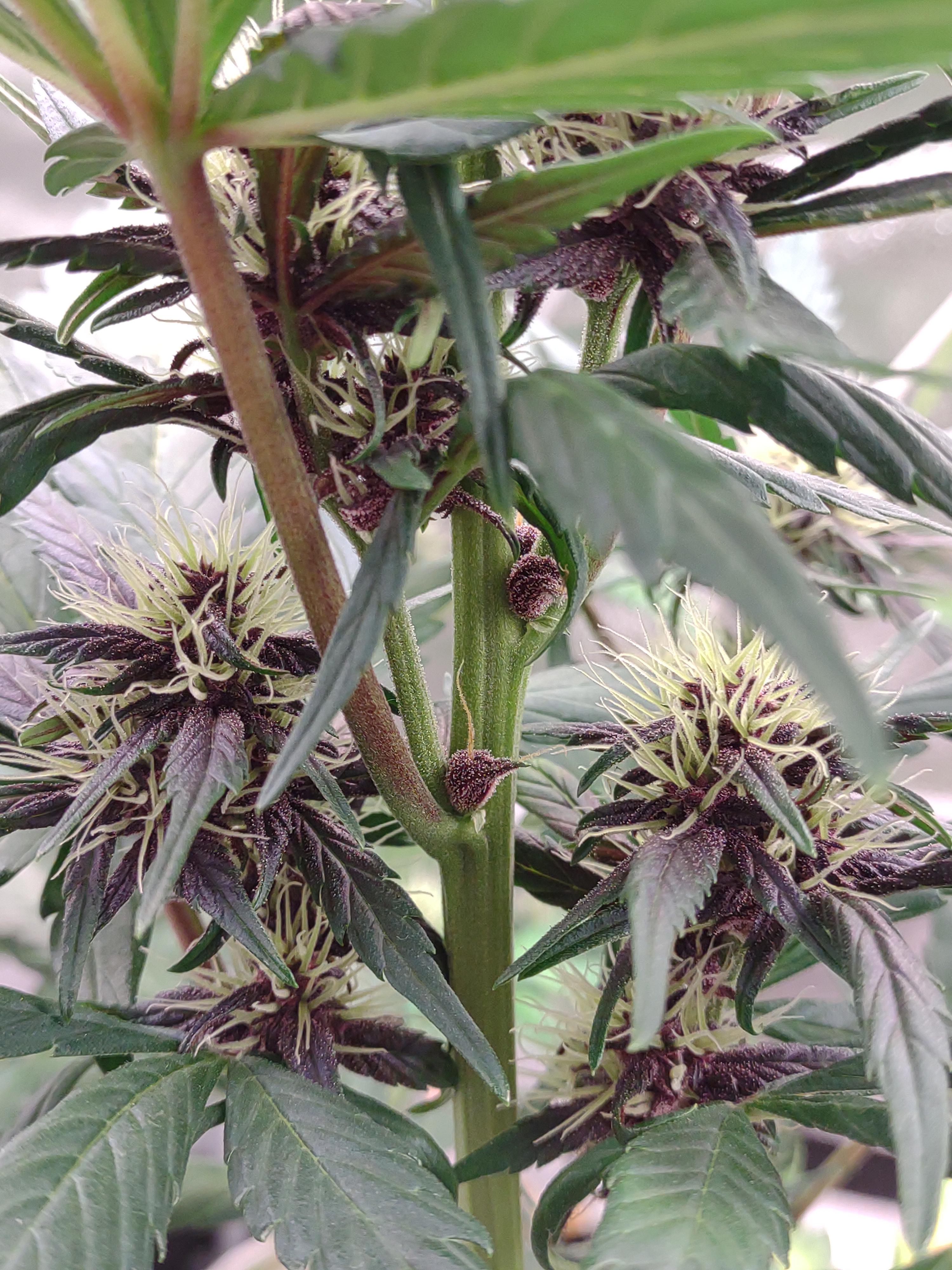 Red Strawberry Fields Autoflower (Red Strawberry Banana auto by SweetSeeds x Tangie) | Scrolller