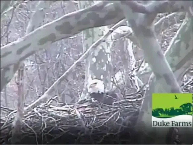 Red-Tailed Hawk tried to attack a Bald Eagle nest. | Scrolller