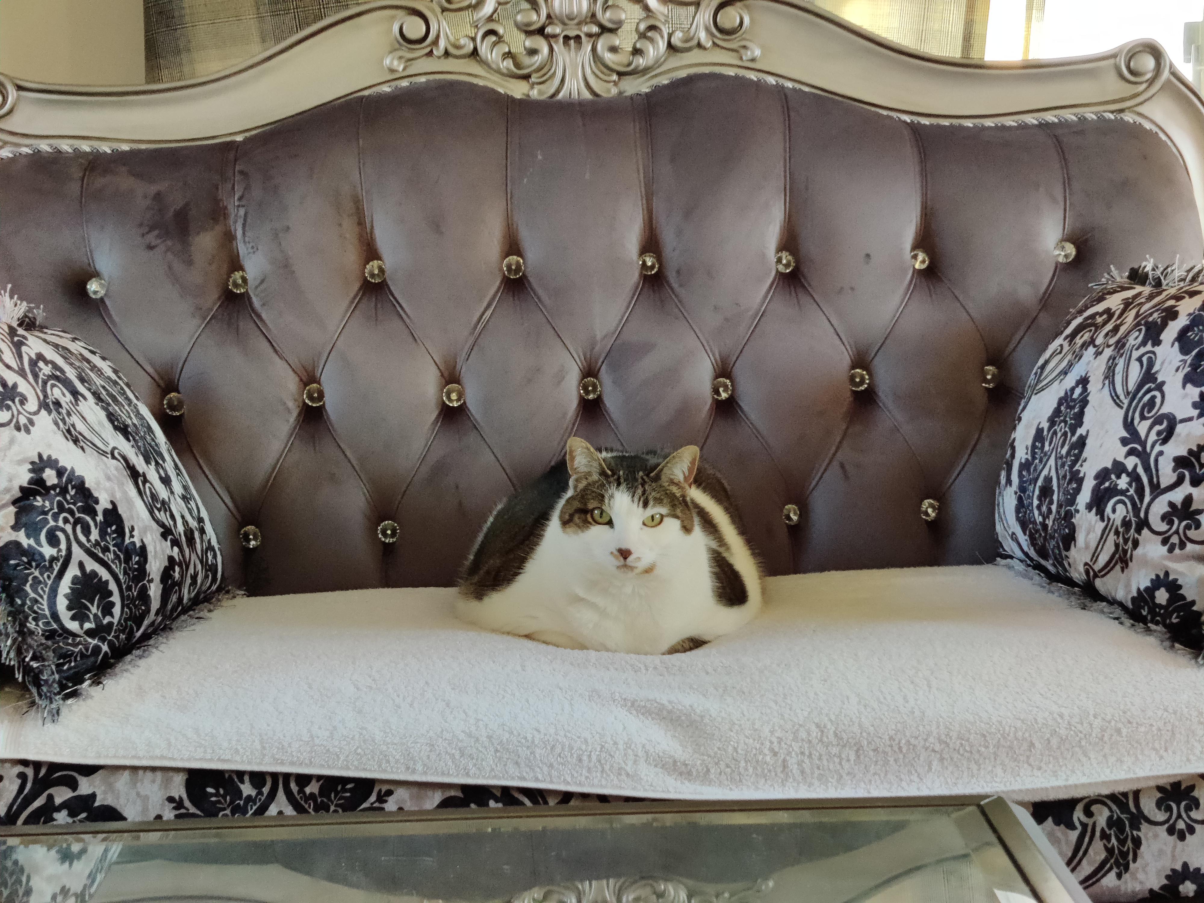 regal loaf | Scrolller
