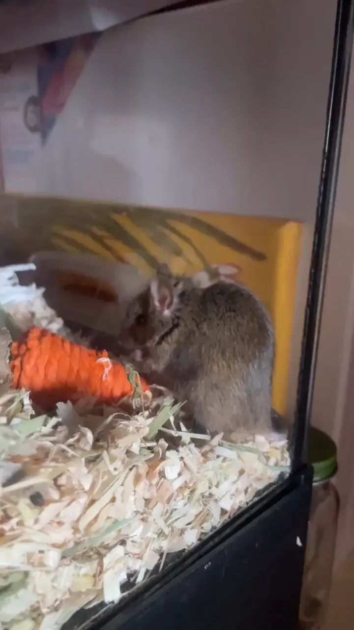 Return of fern | Scrolller