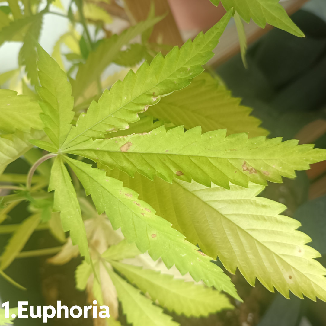 Nutrient Deficiency or disease? Please help 🙏🏼 | Scrolller