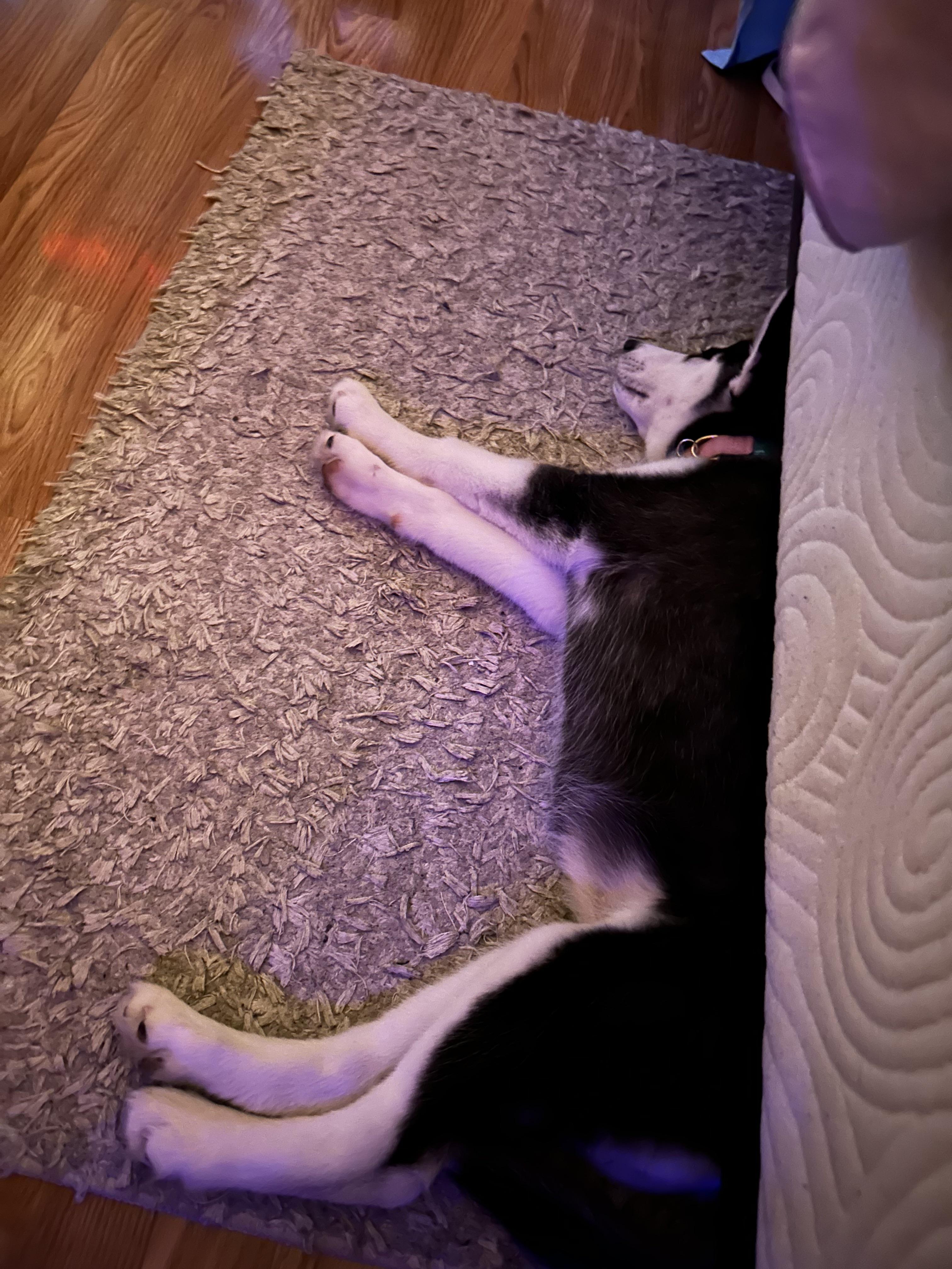 The new family member | Scrolller