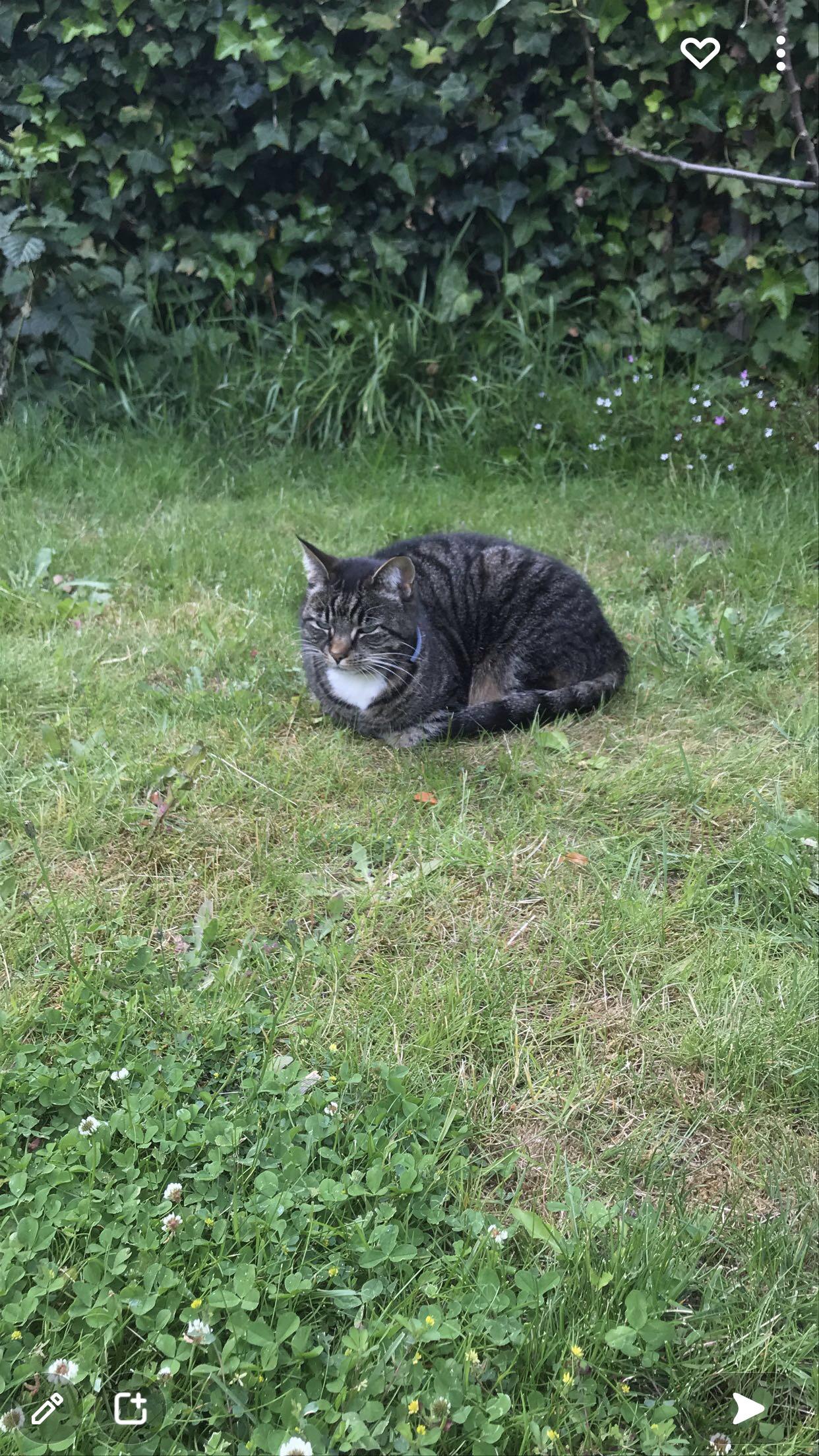 (OC) my cat in my backyard | Scrolller