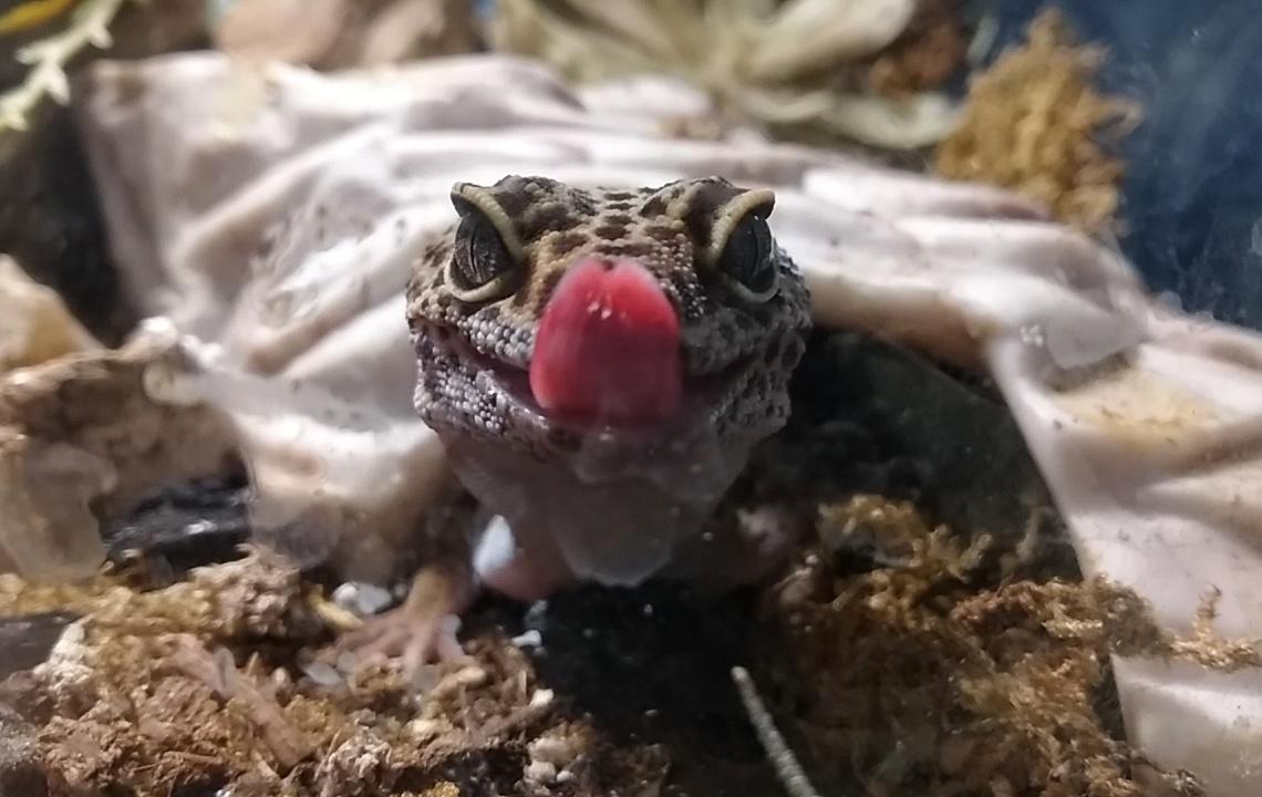 Gia the destroyer of roaches | Scrolller