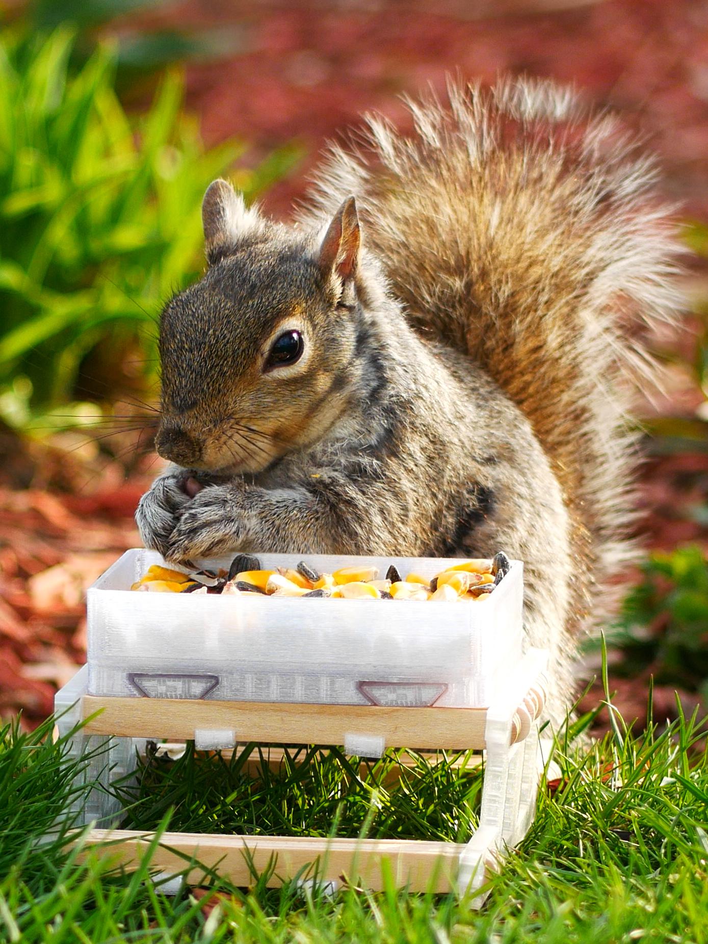 I made a table for the squirrels in my yard | Scrolller