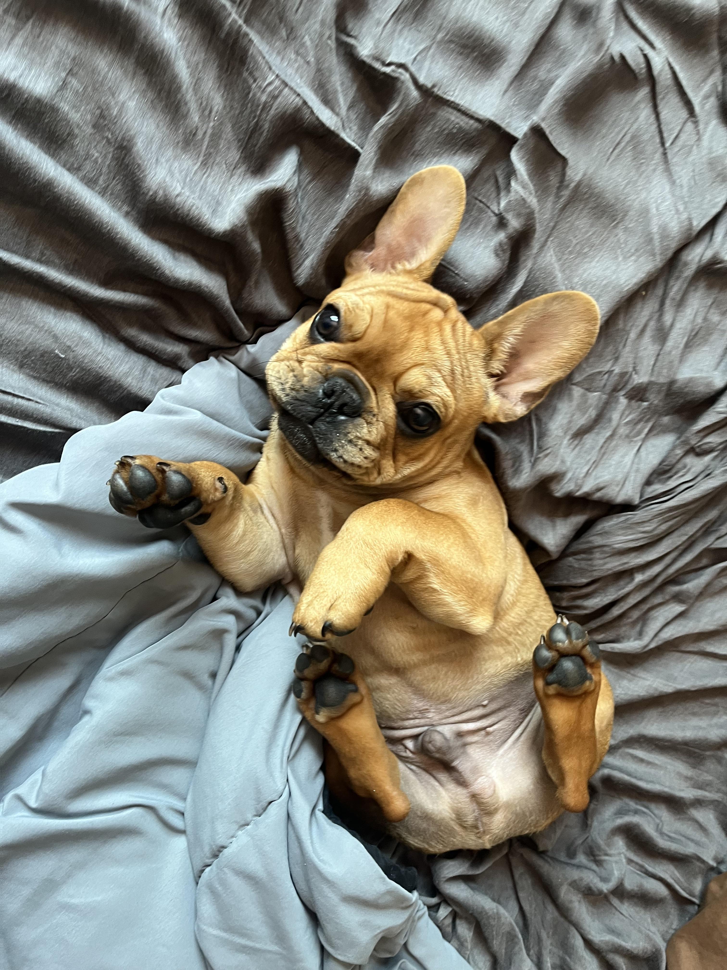 Meet my Wrinkle Goblin | Scrolller