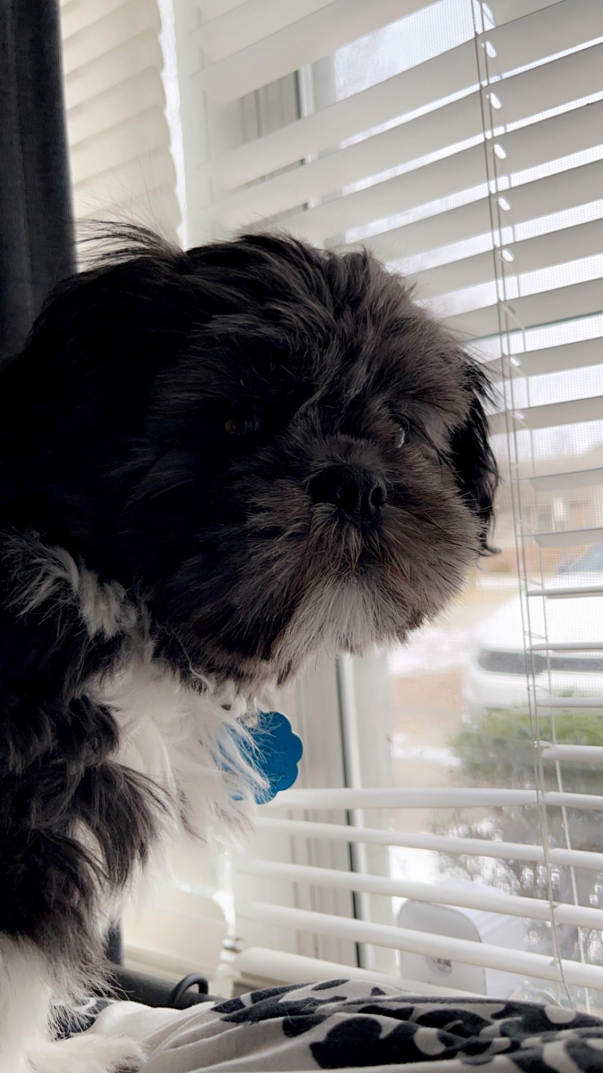 Harper wants to see who else peeps out windows! | Scrolller