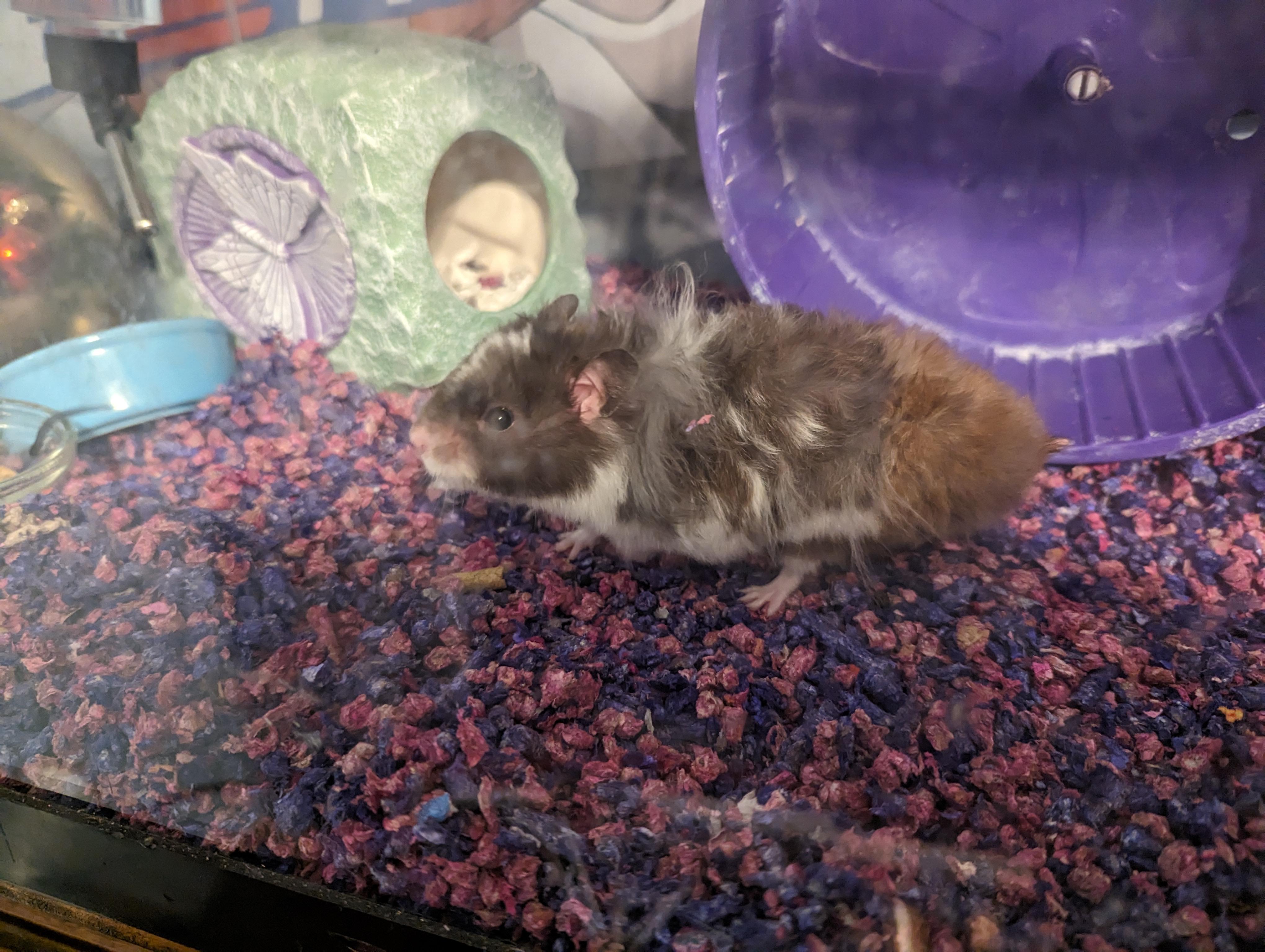 Color changing? | Scrolller