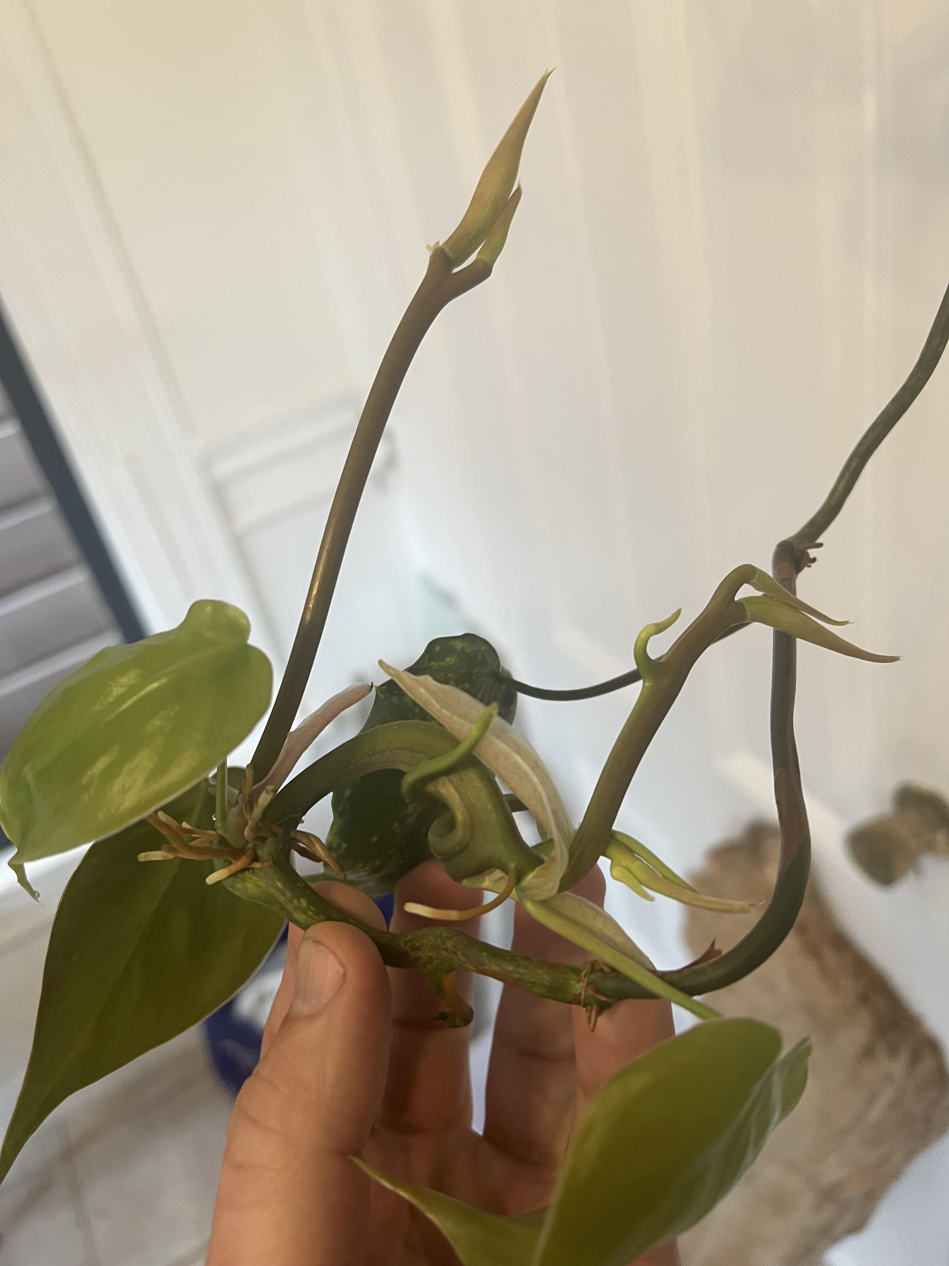 Jade Pothos + Gibberellic Acid | Scrolller