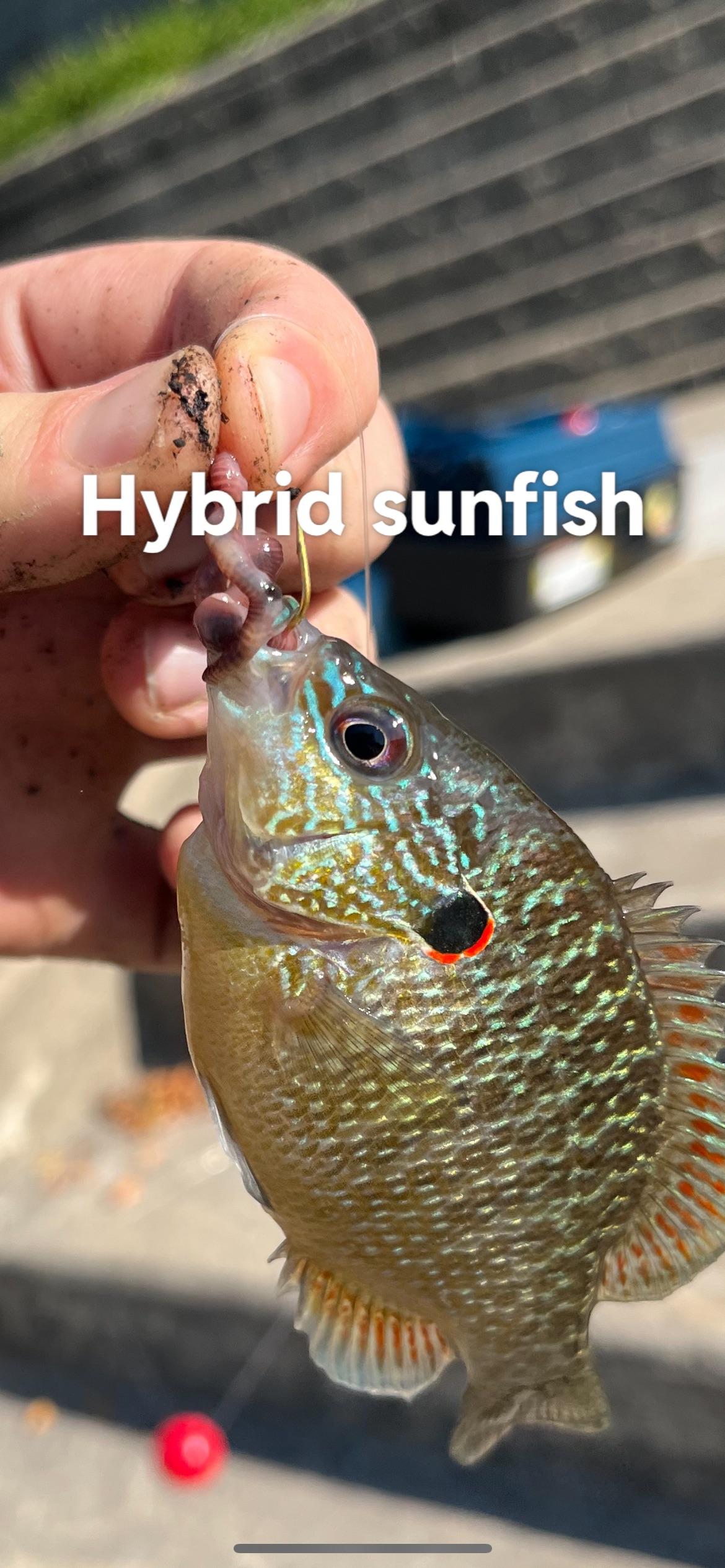 Hybrid sunfish | Scrolller