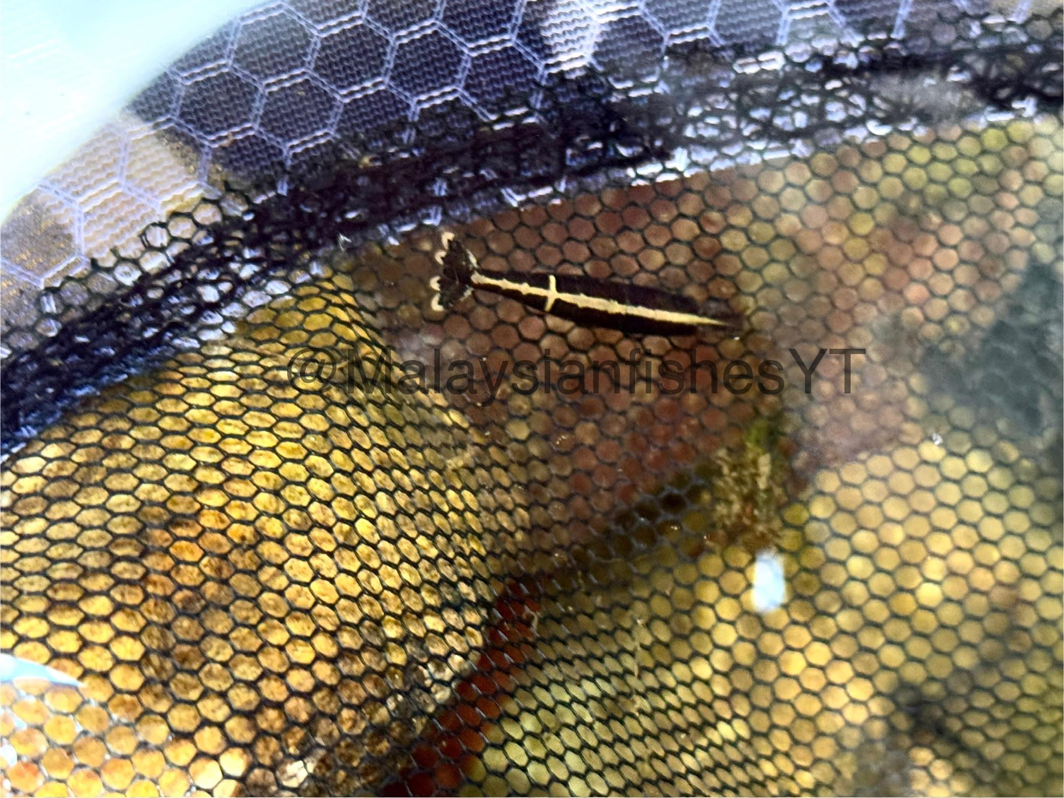 Black shrimp I caught at a waterfall near the sea | Scrolller