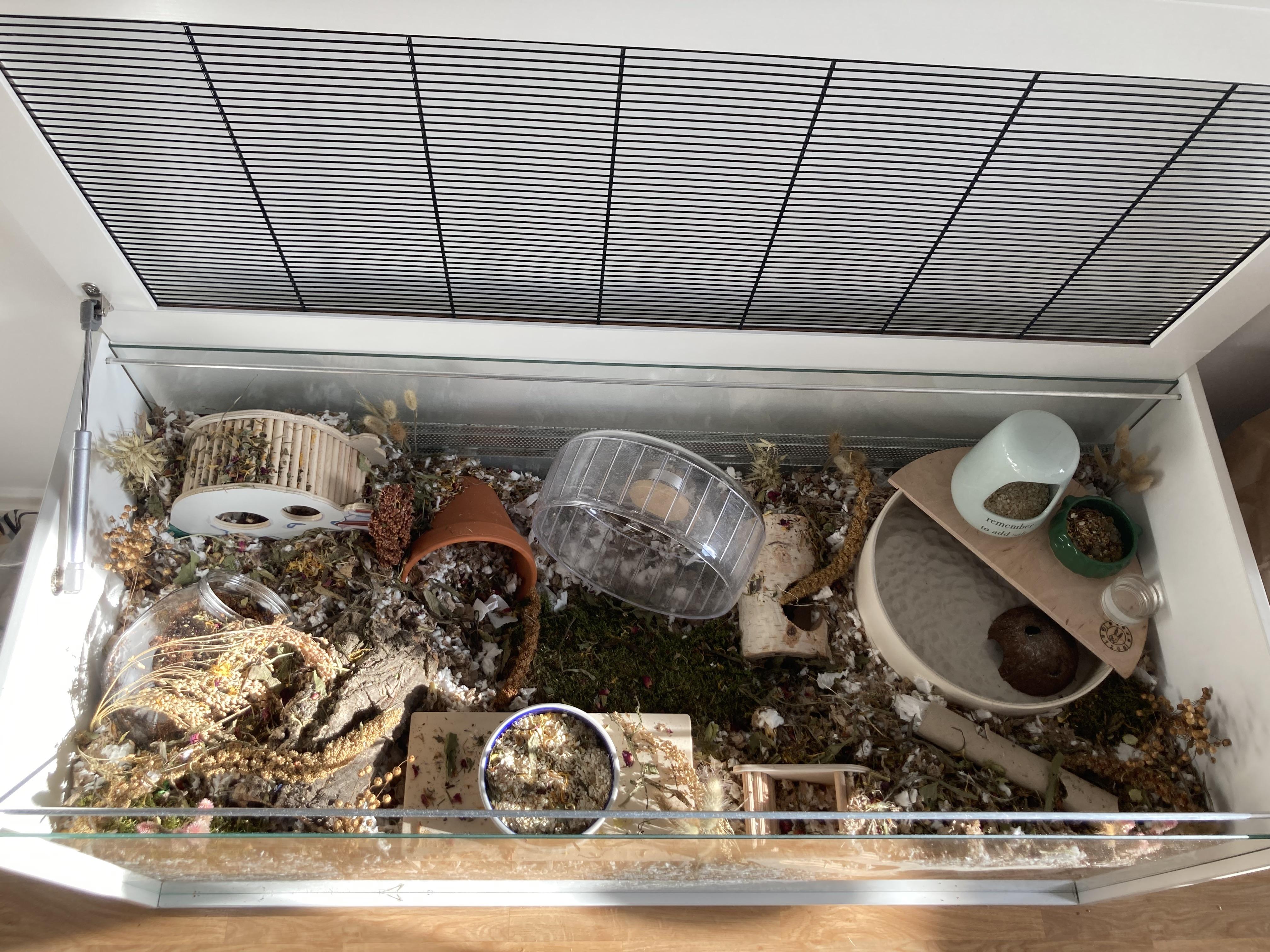 Got Lucifer back into his big enclosure finally! Setup took a few hours to do but he’s happy to ...