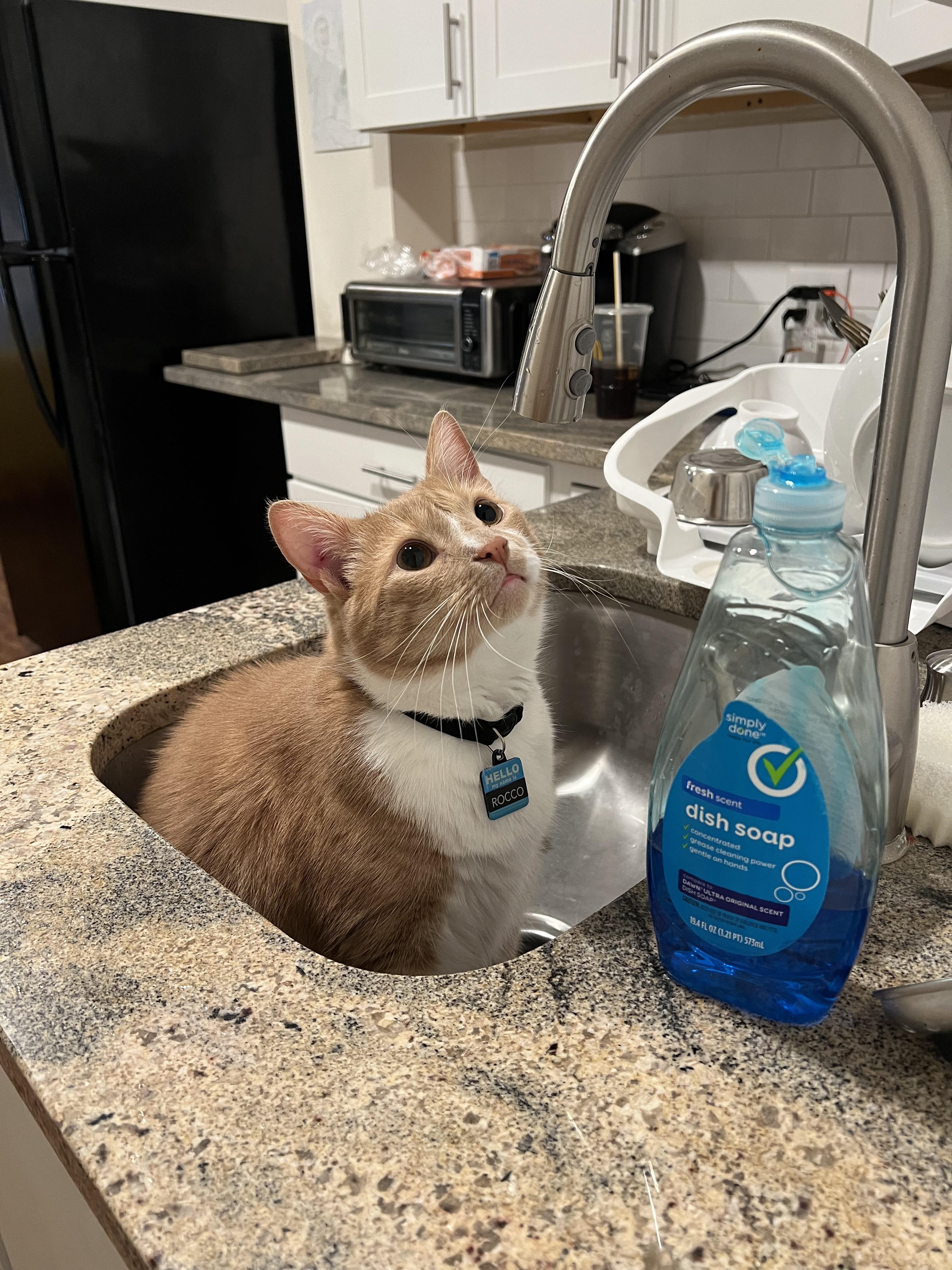 Rocco being Rocco | Scrolller