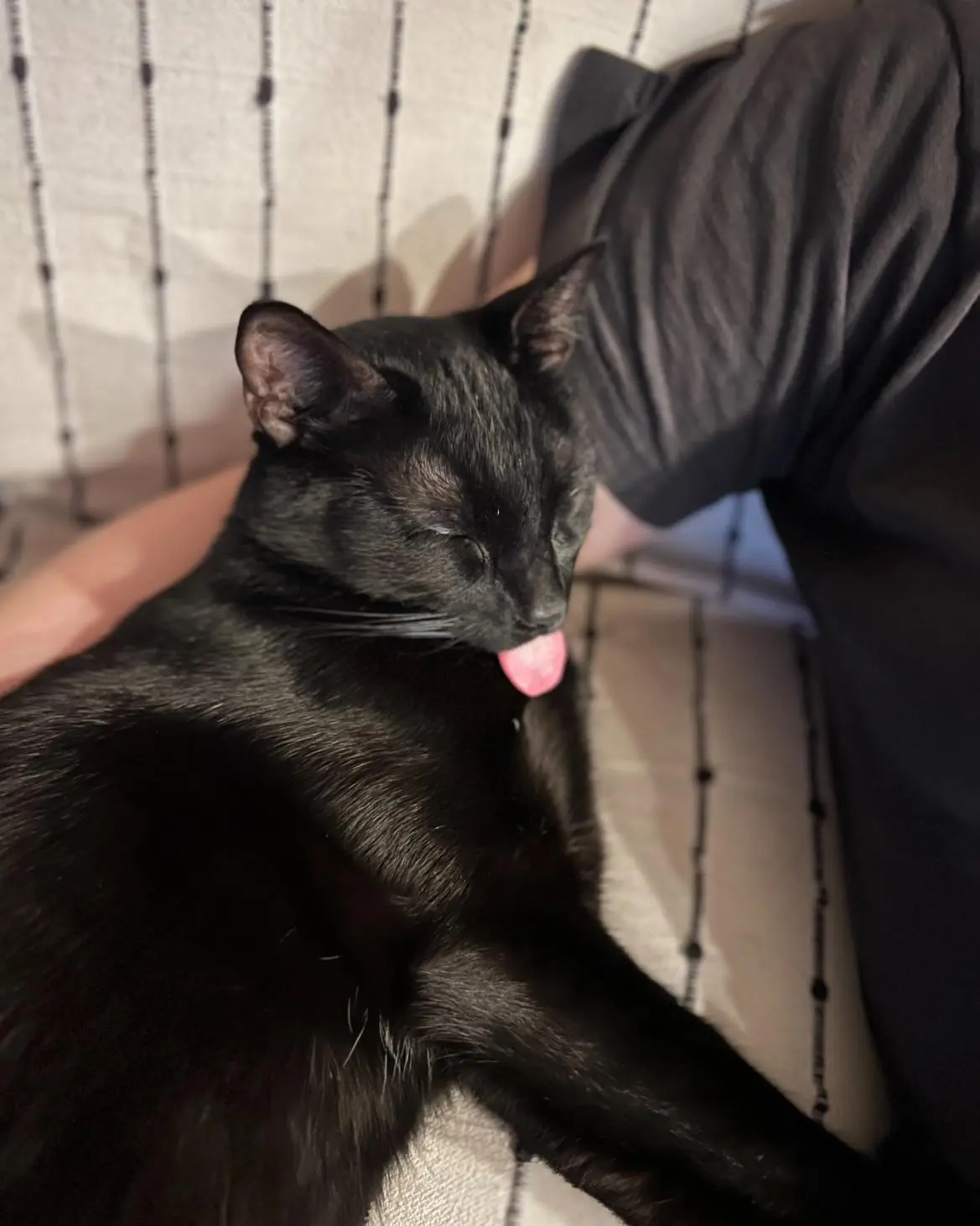Ronnie James Dio’s longest blep | Scrolller