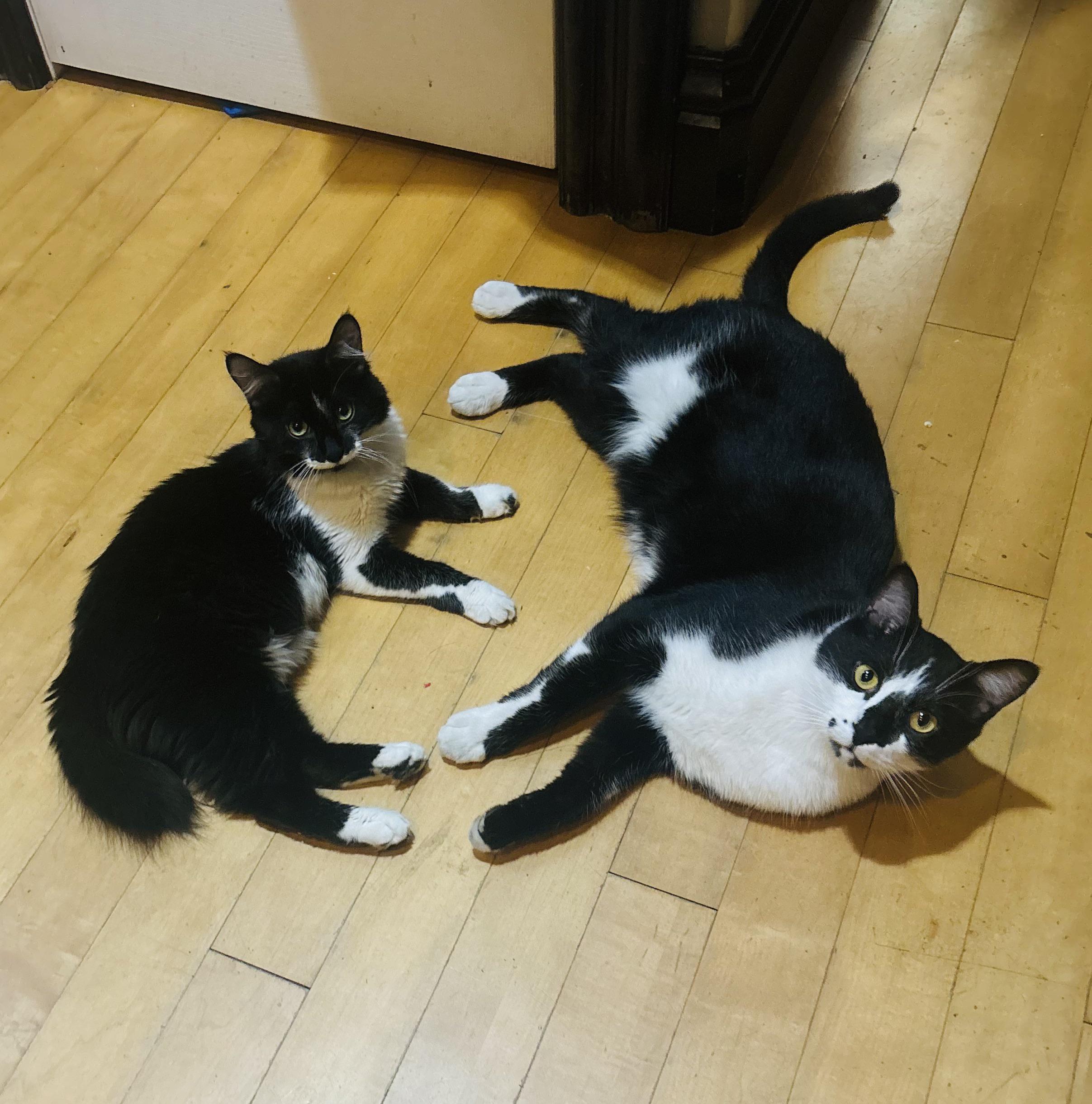 Ross and Pickles | Scrolller