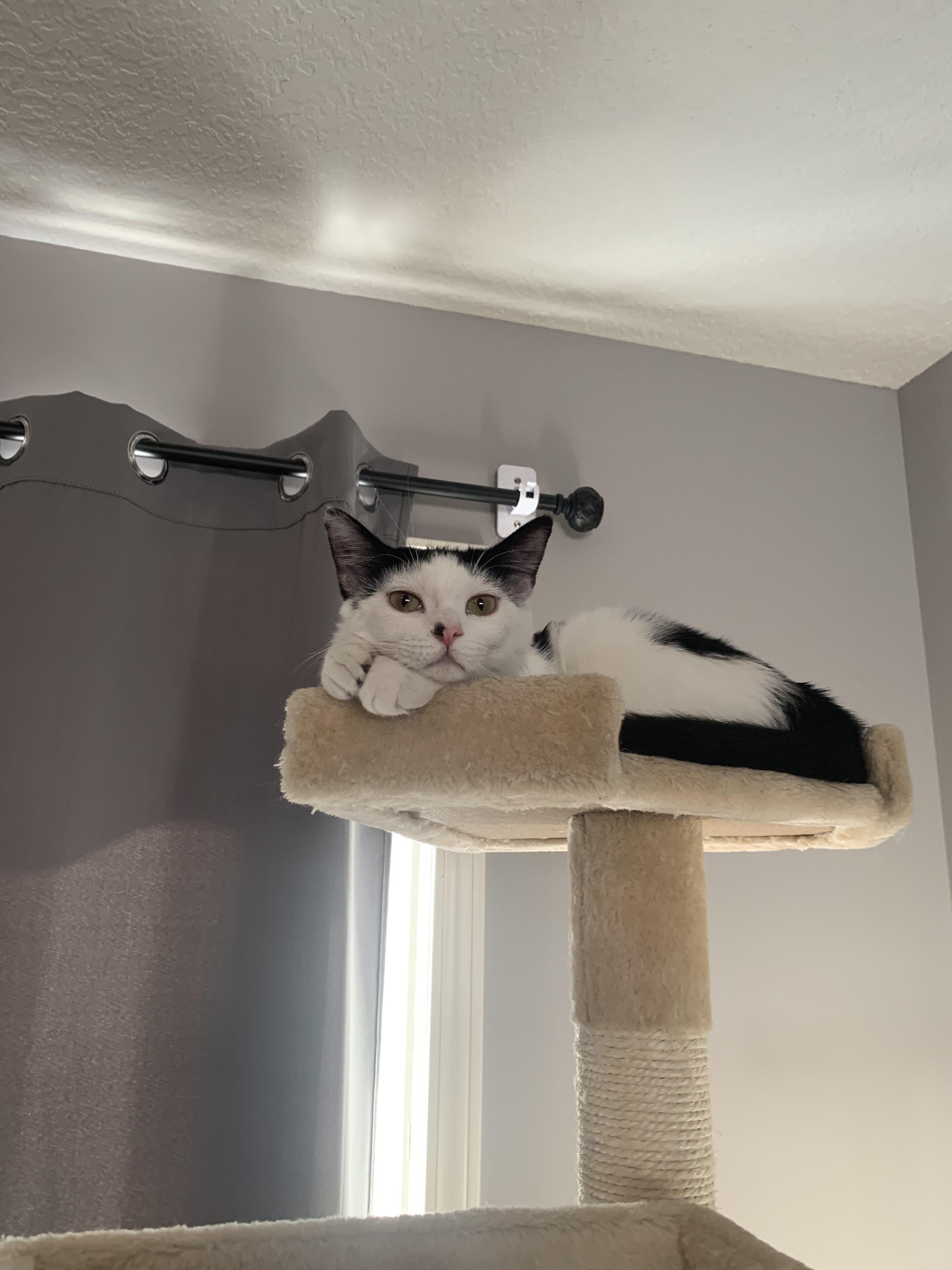 My tuxedo kitty ♥️ | Scrolller