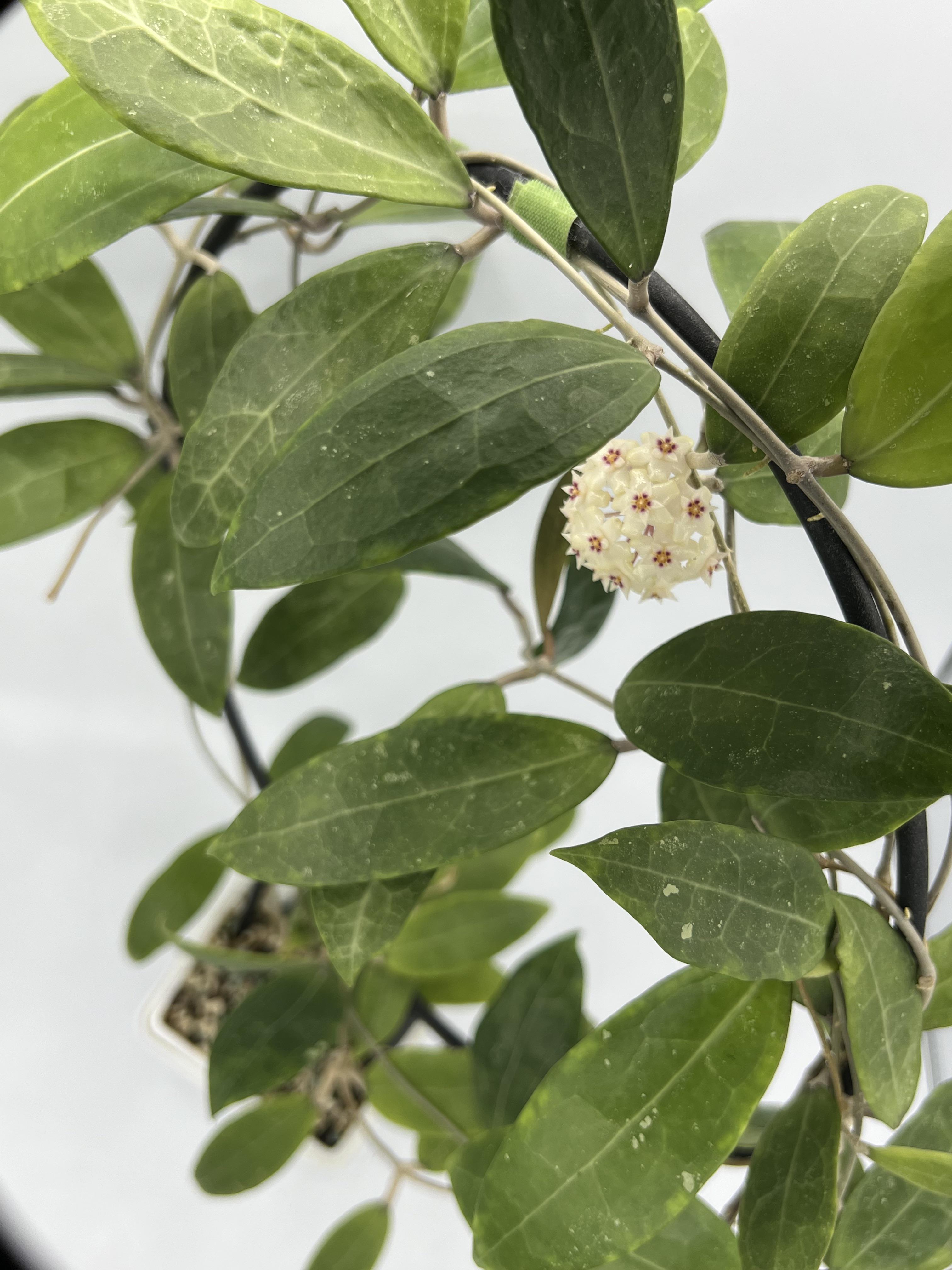 Hoya bhutanica 🤩 | Scrolller