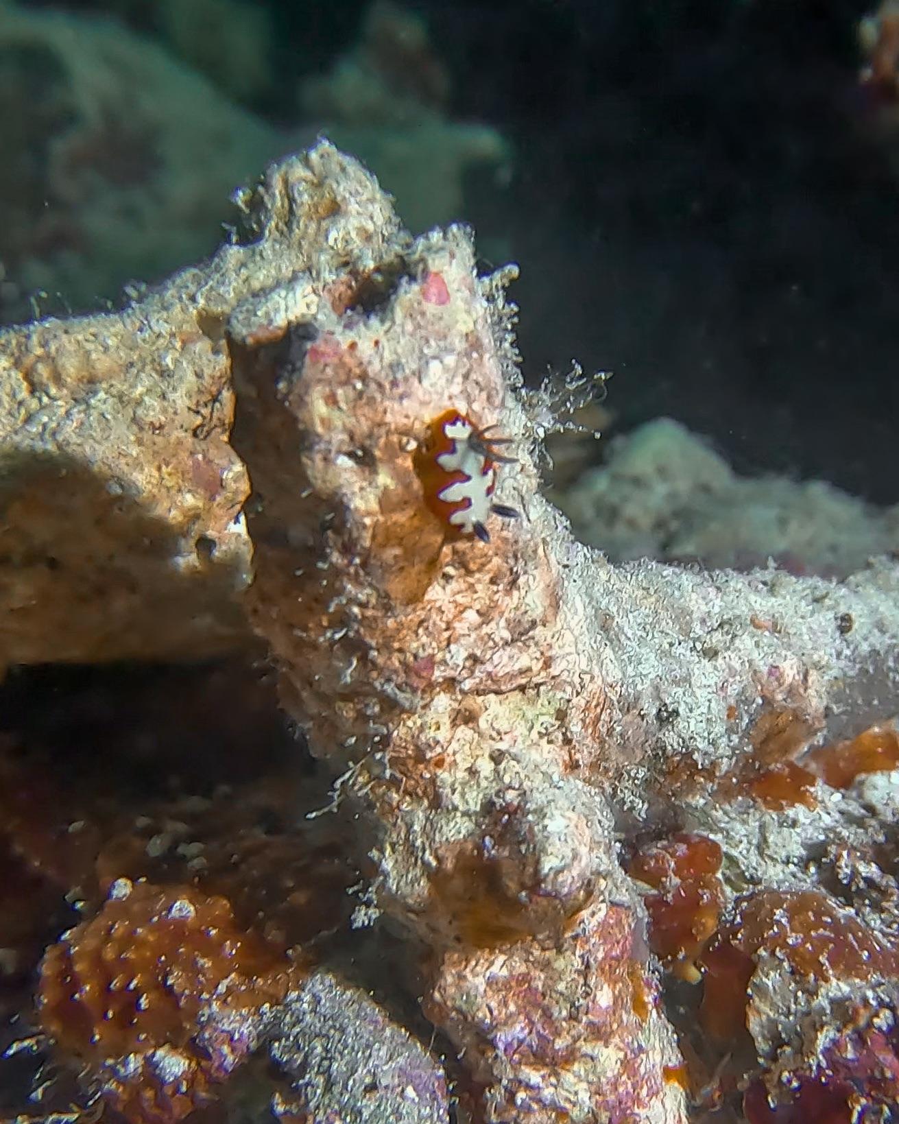 Macro diving in Cebu | Scrolller