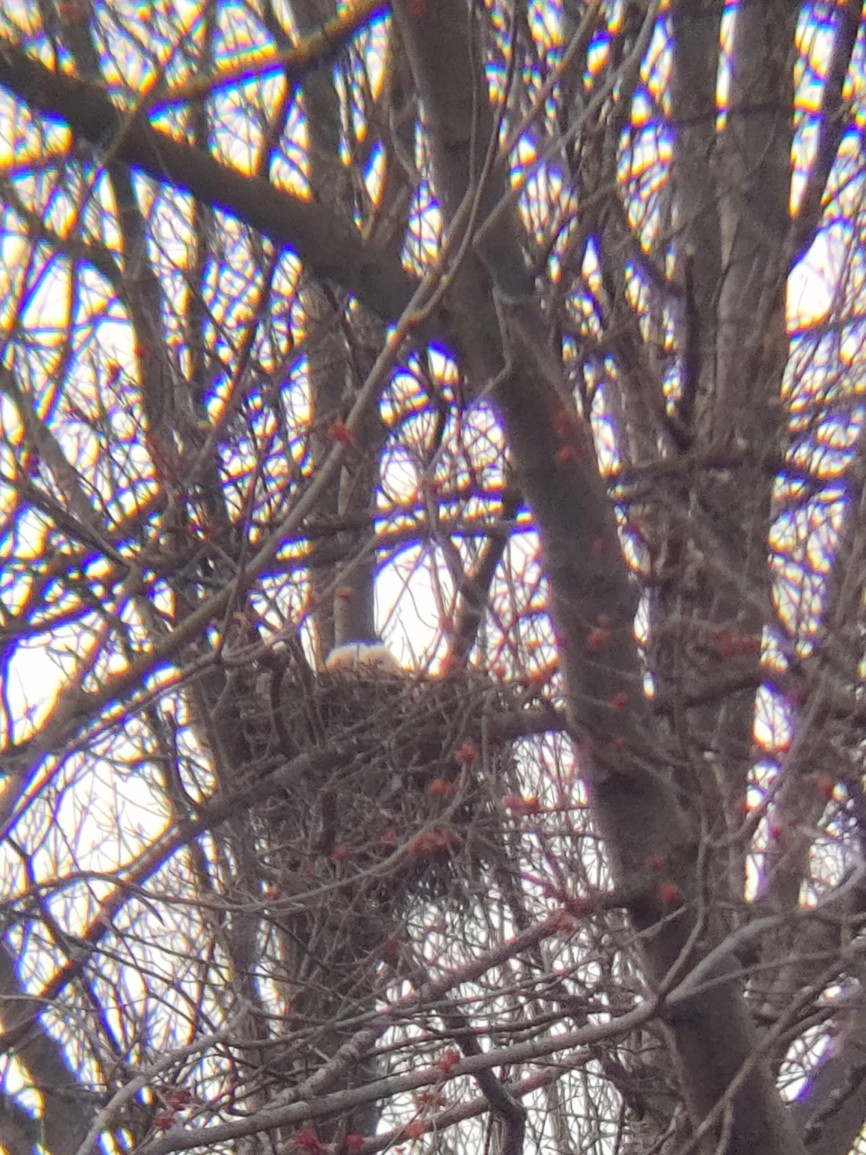 Great horned owl nest in backyard | Scrolller