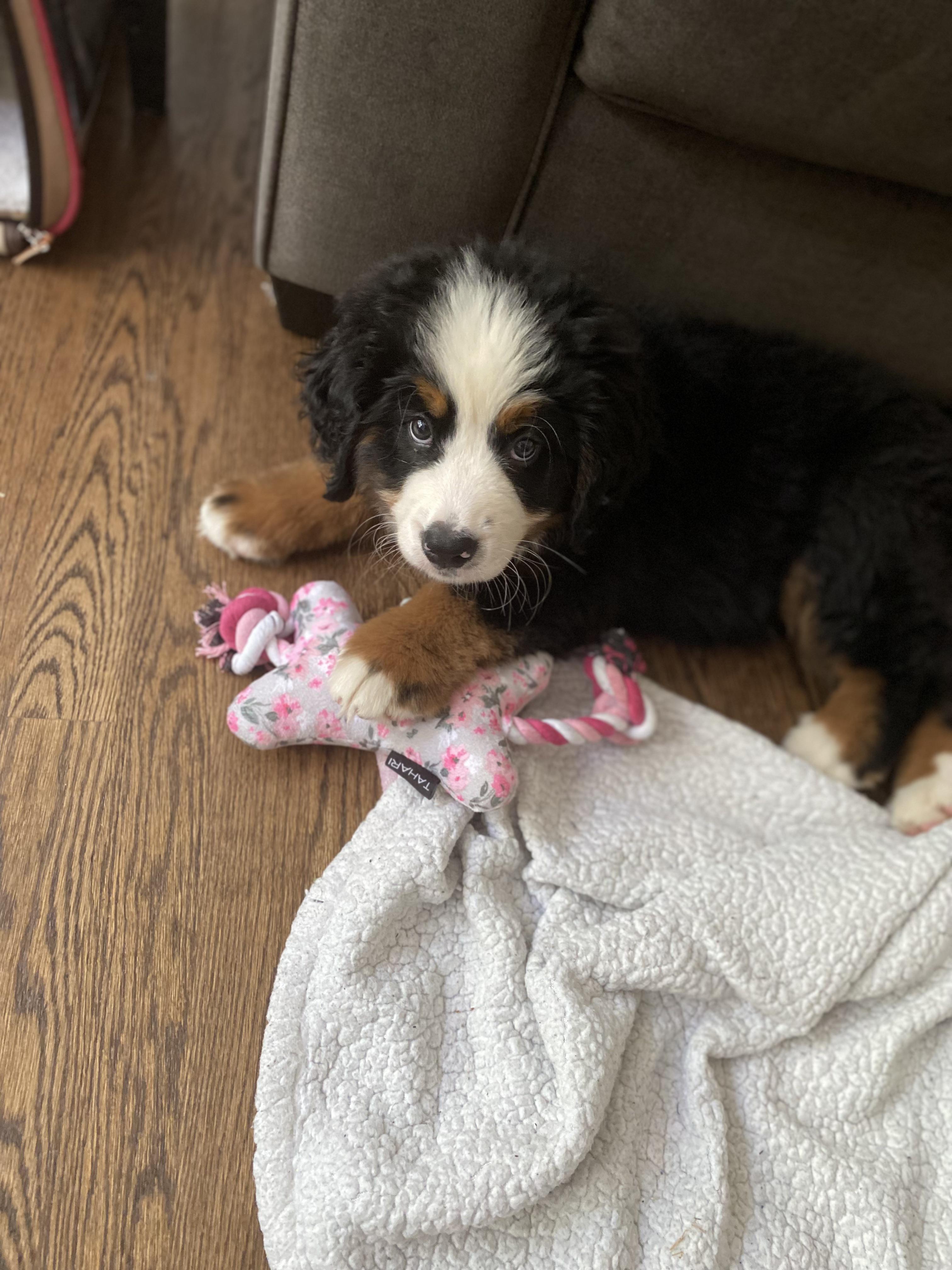 Sadie. June 8th 2021. She was 8 weeks. | Scrolller