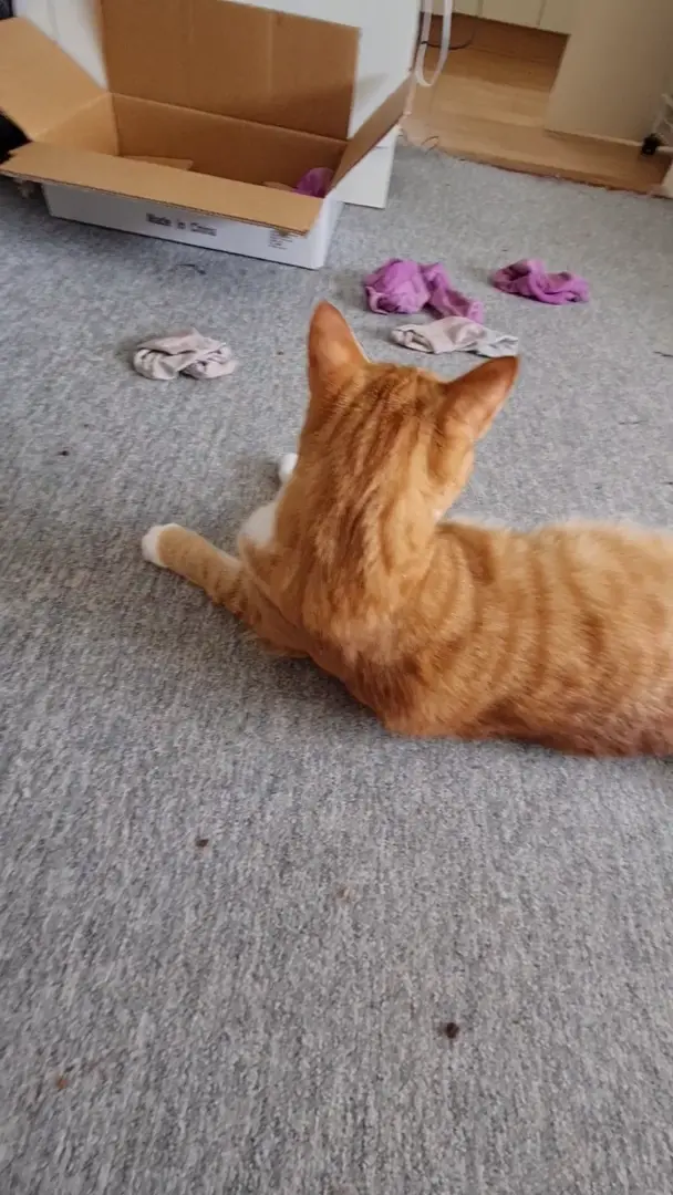 Rufus McNugget the motorboat | Scrolller