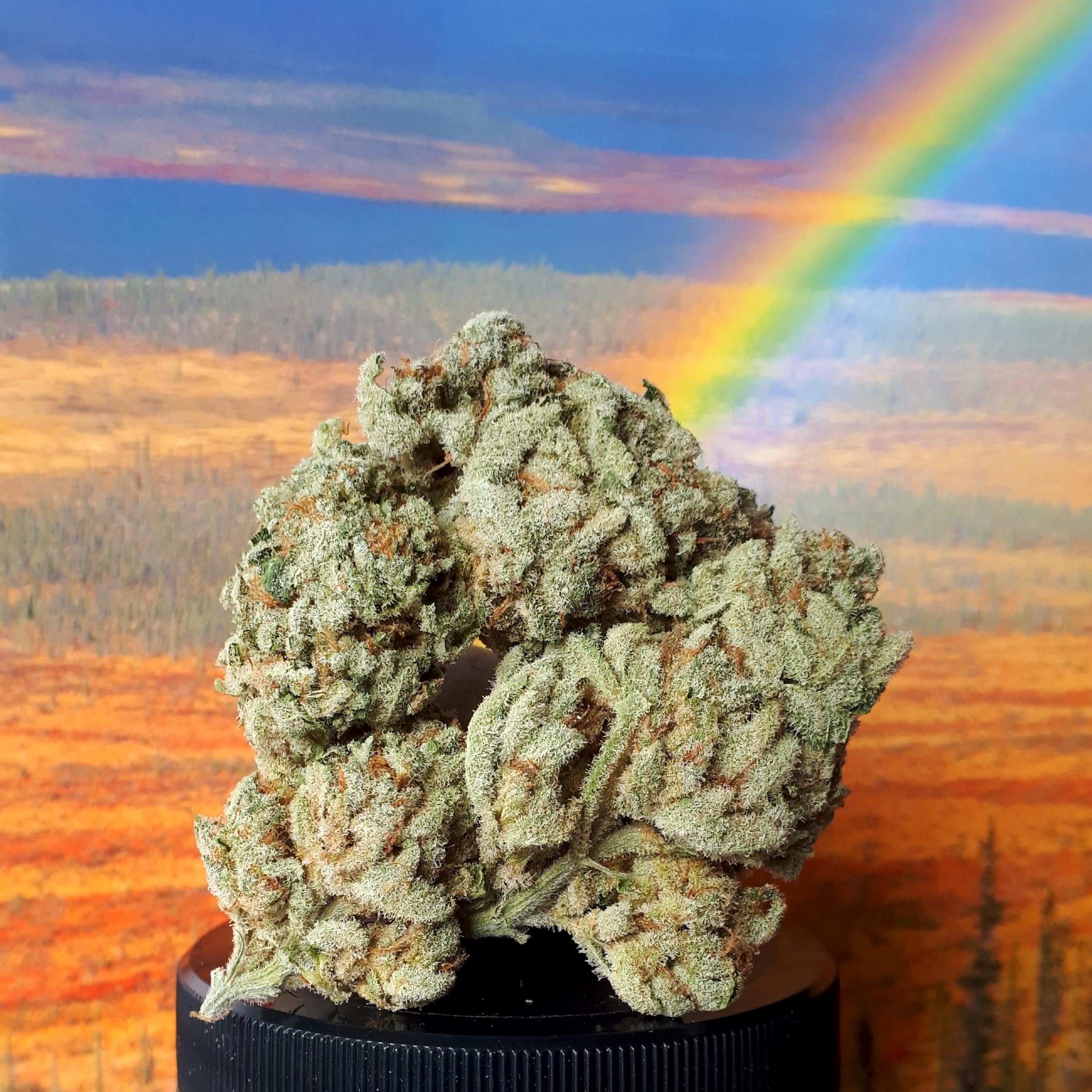 Runtz X Greaseymonkey | Scrolller