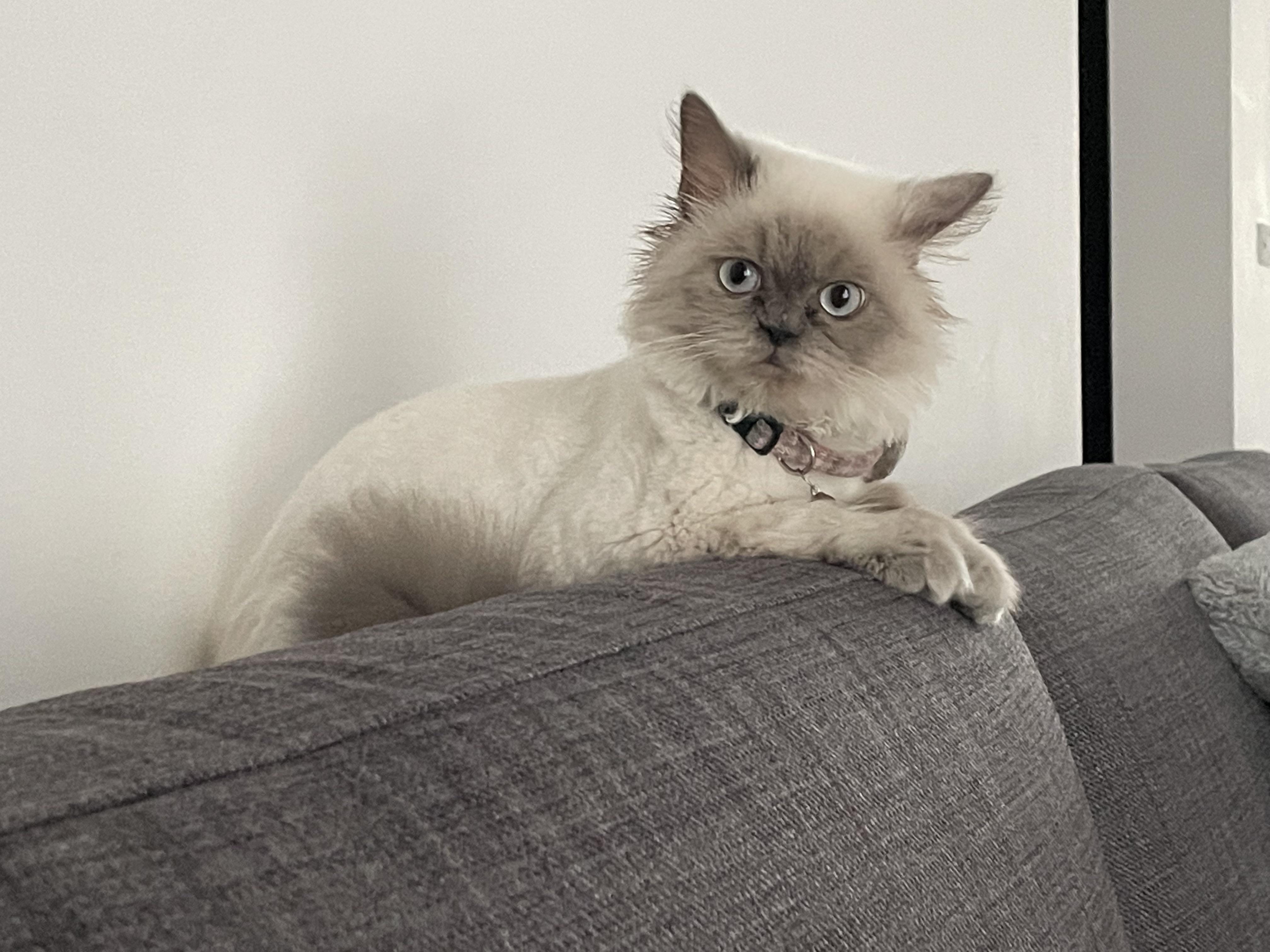 Hendrix’s Cootie | Scrolller