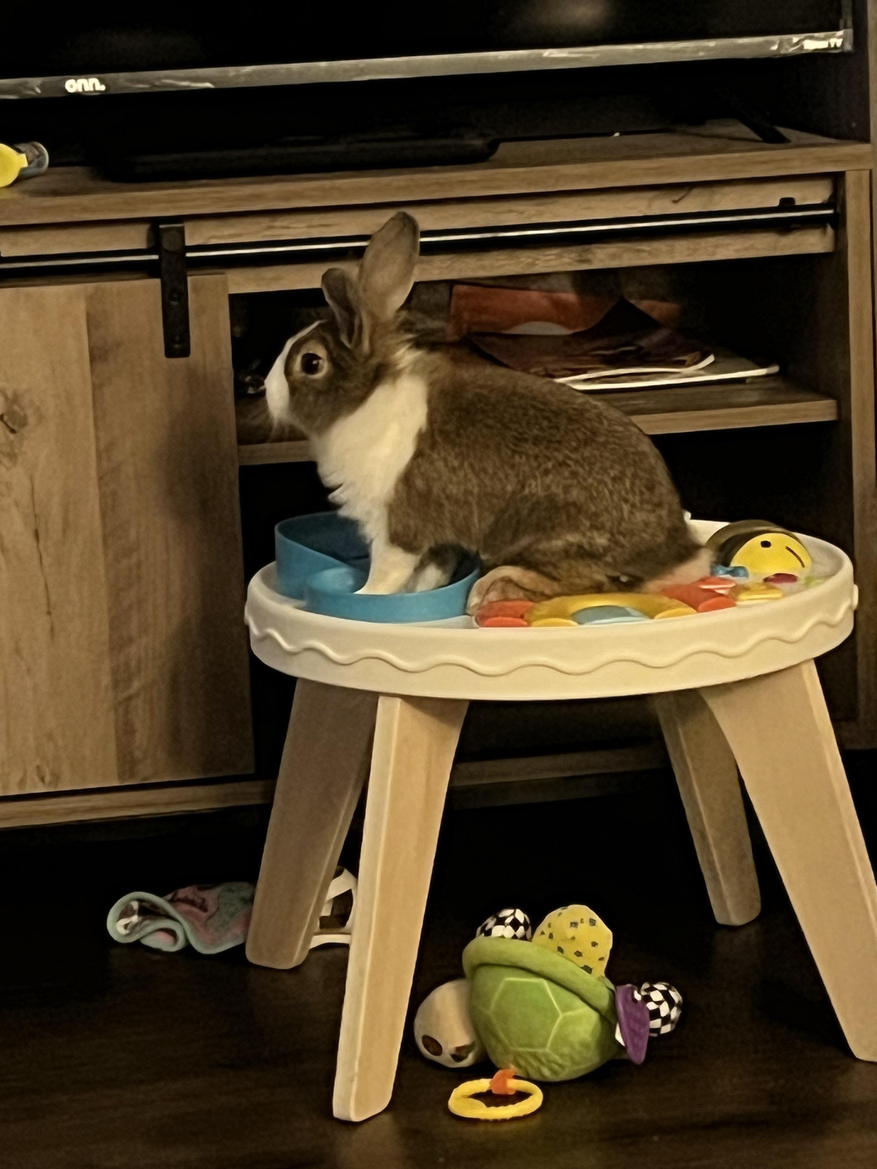 Meet my fluffy butts | Scrolller