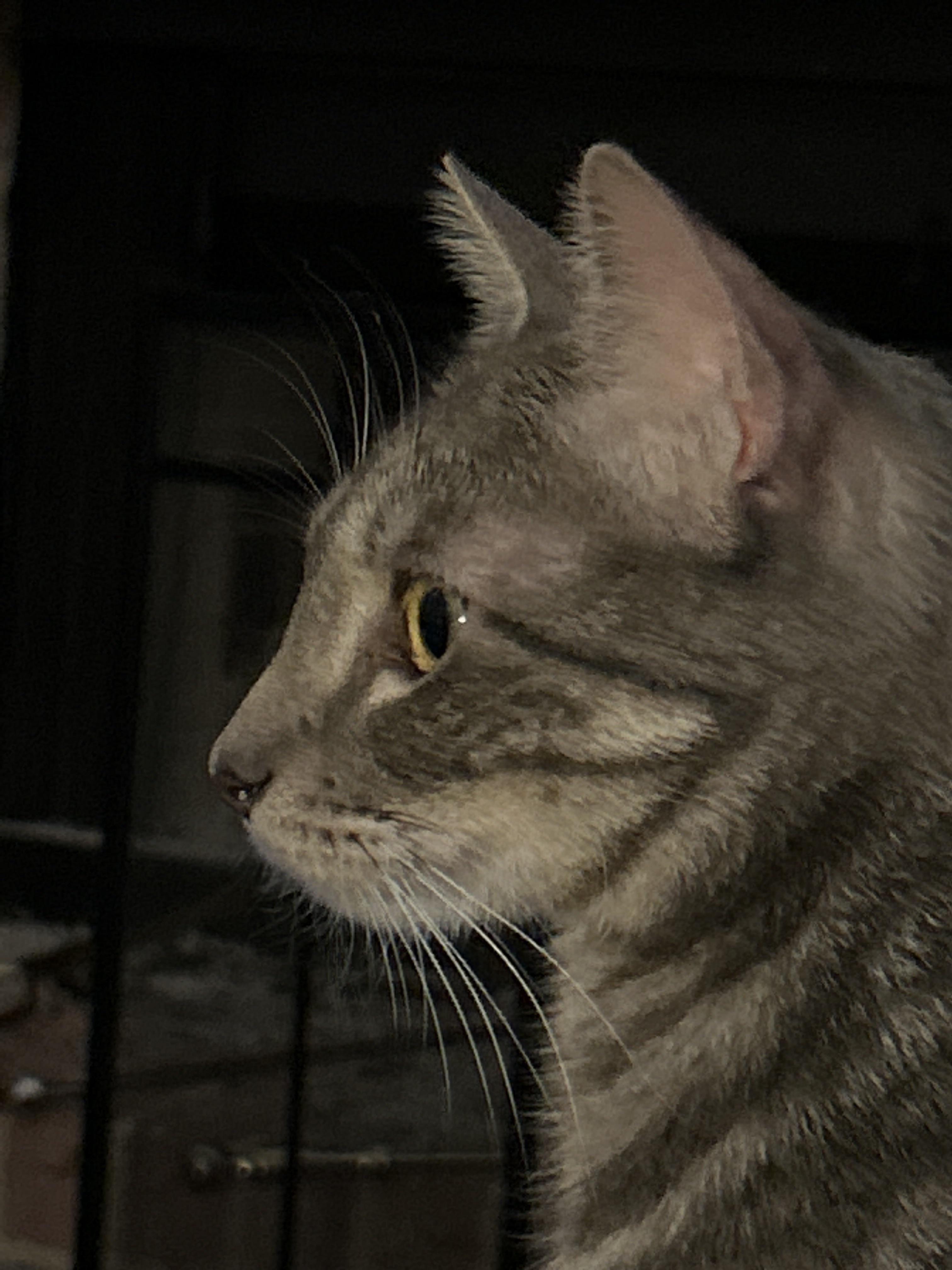 Here are some pictures of my kitties!! | Scrolller