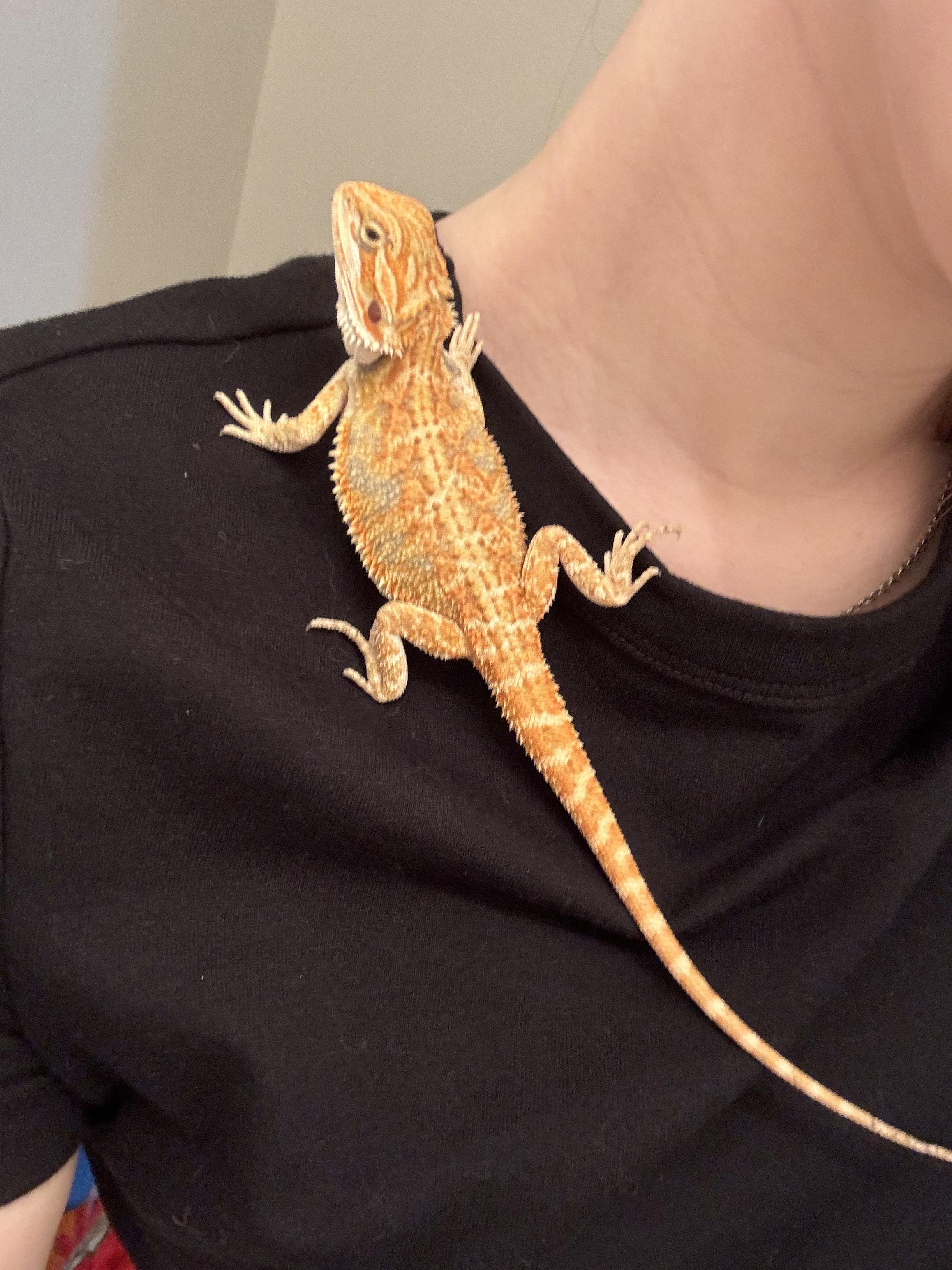 Meet “T-Rex dragon” my 3 year old named our beardie | Scrolller